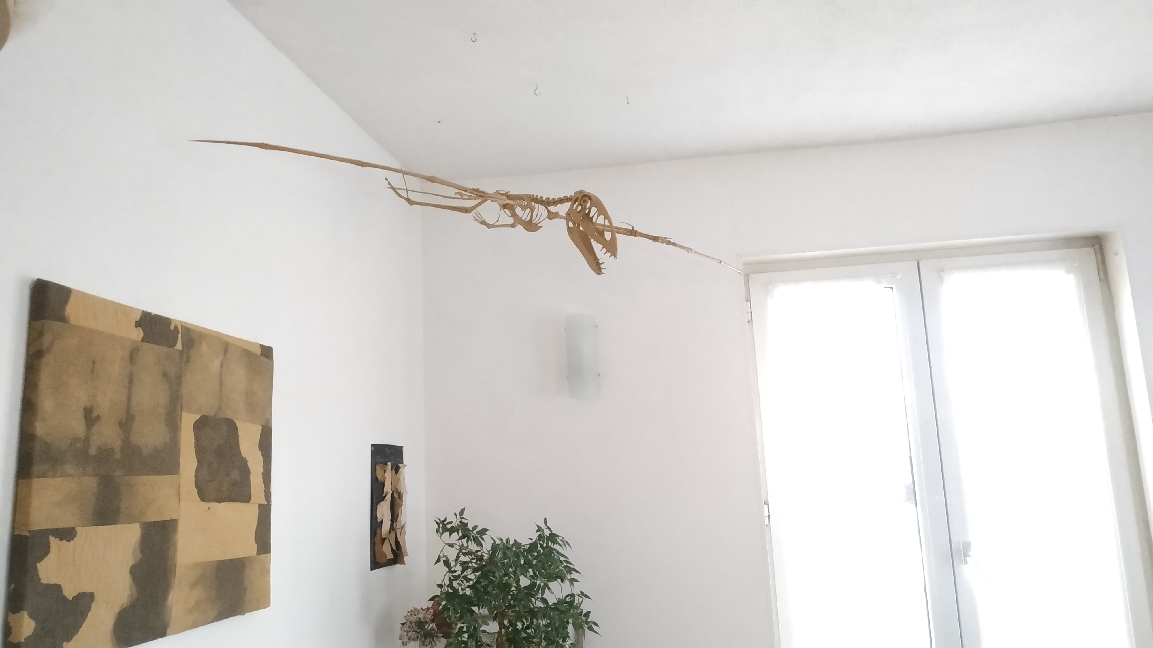 Dimorphodon macronyx skeleton reconstruction - Paleo Re-creations - The ...