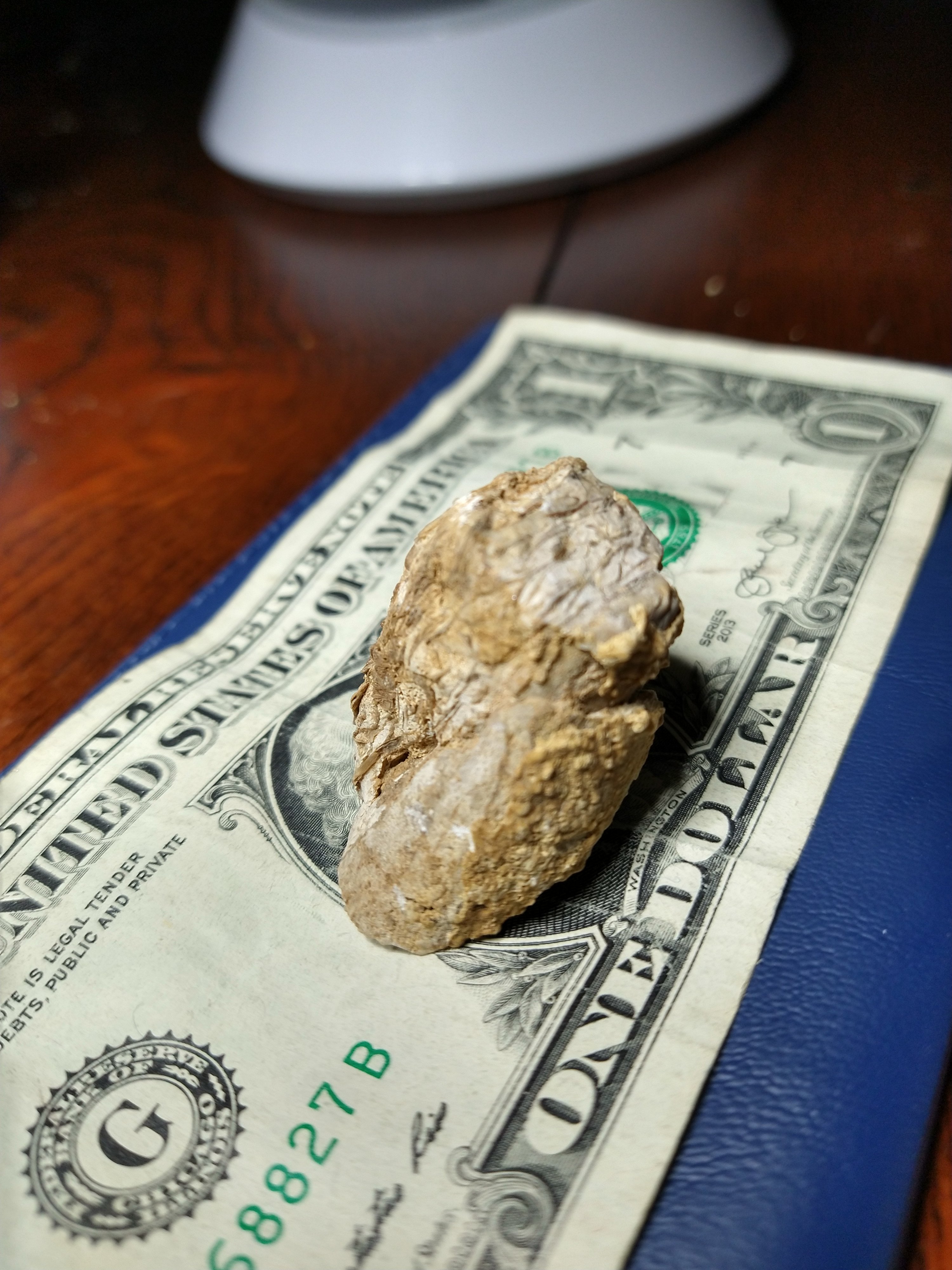 Barnacle? - Fossil ID - The Fossil Forum