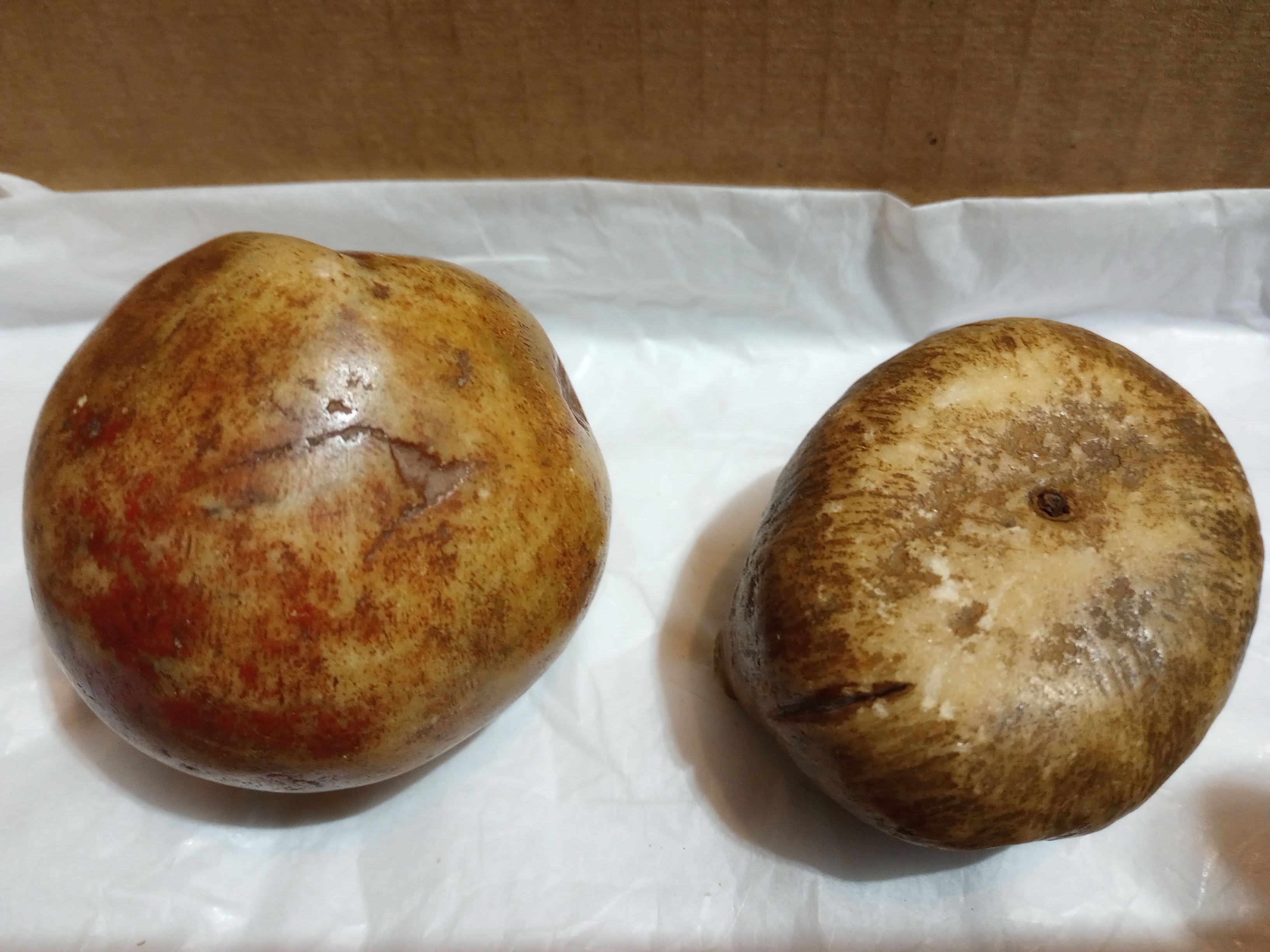 Petrified Peach and Garlic - Fossil ID - The Fossil Forum