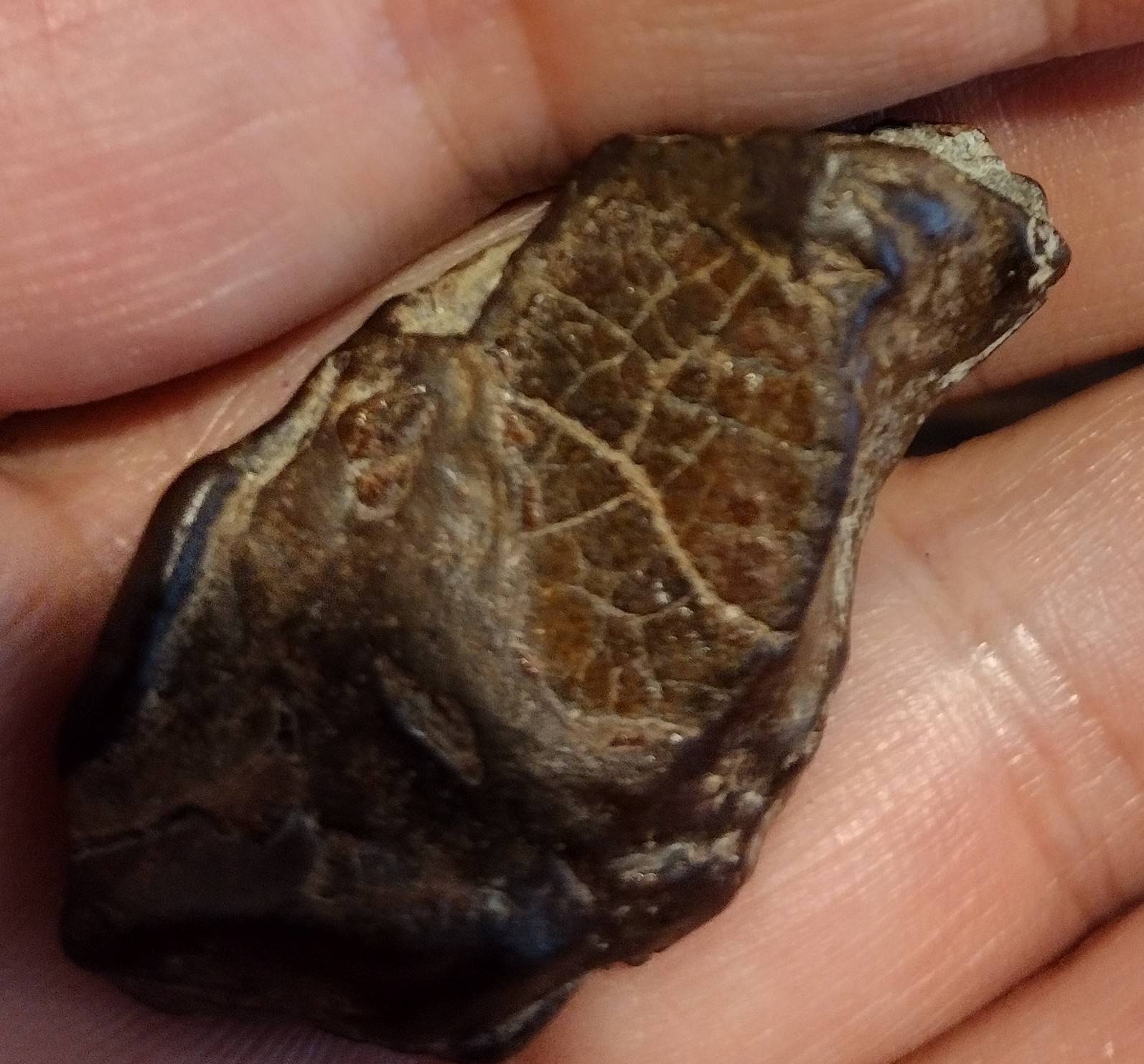 Fossil chunk with skin? - Fossil ID - The Fossil Forum
