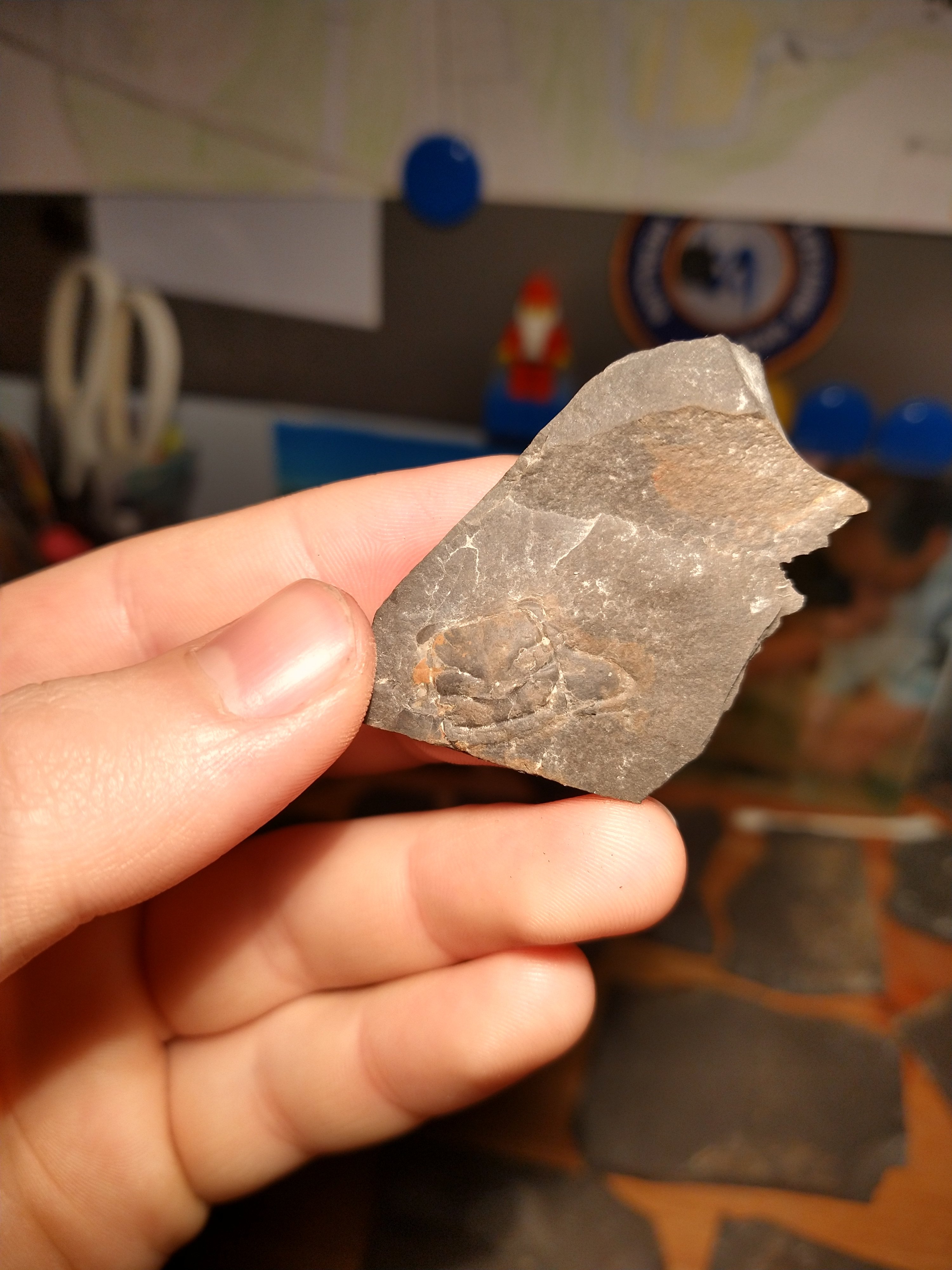 Possible Trilobite Eye - Fossil ID - The Fossil Forum