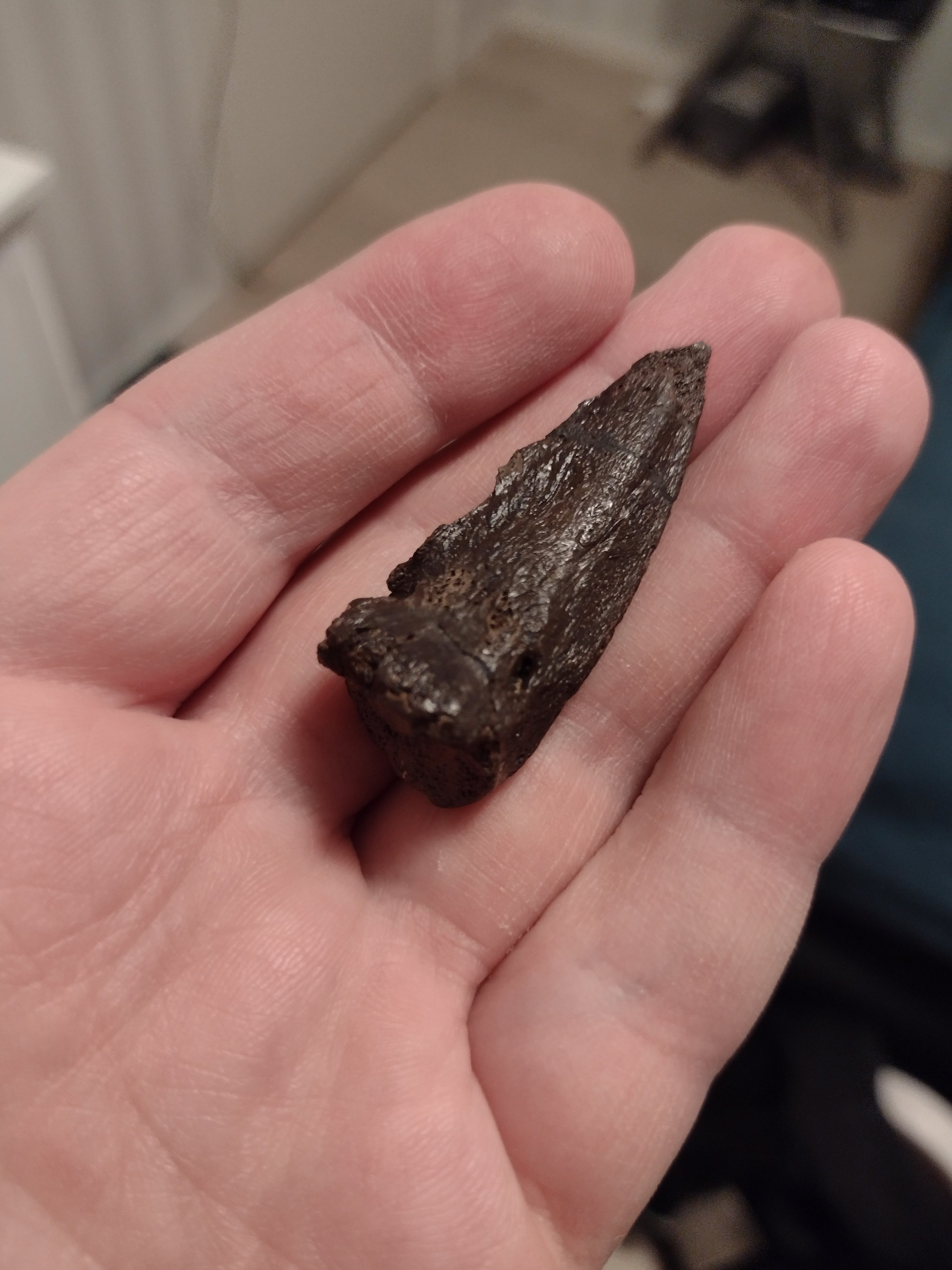 Turtle claw? Croc? Hell creek formation - Fossil ID - The Fossil Forum