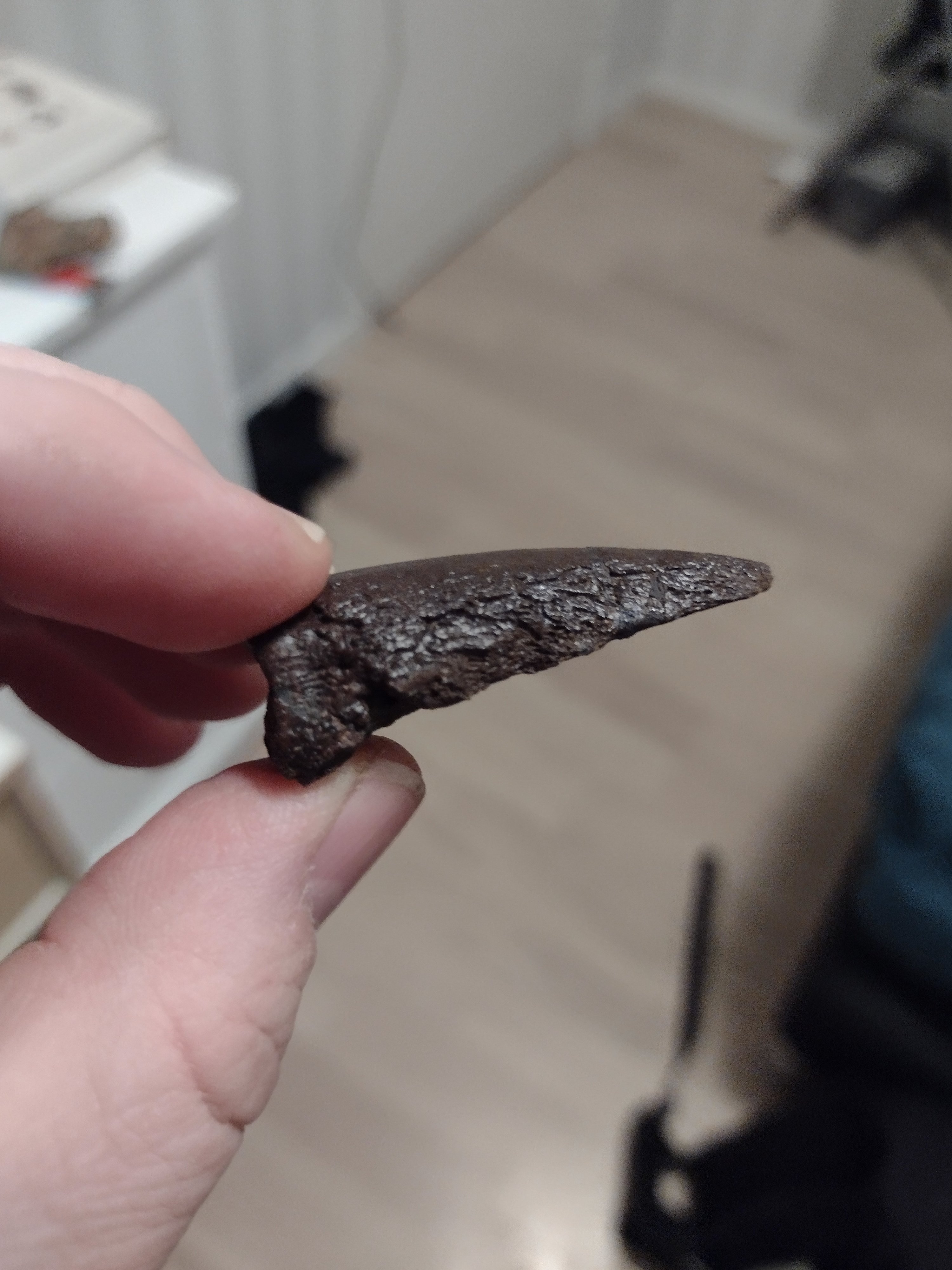 Turtle claw? Croc? Hell creek formation - Fossil ID - The Fossil Forum