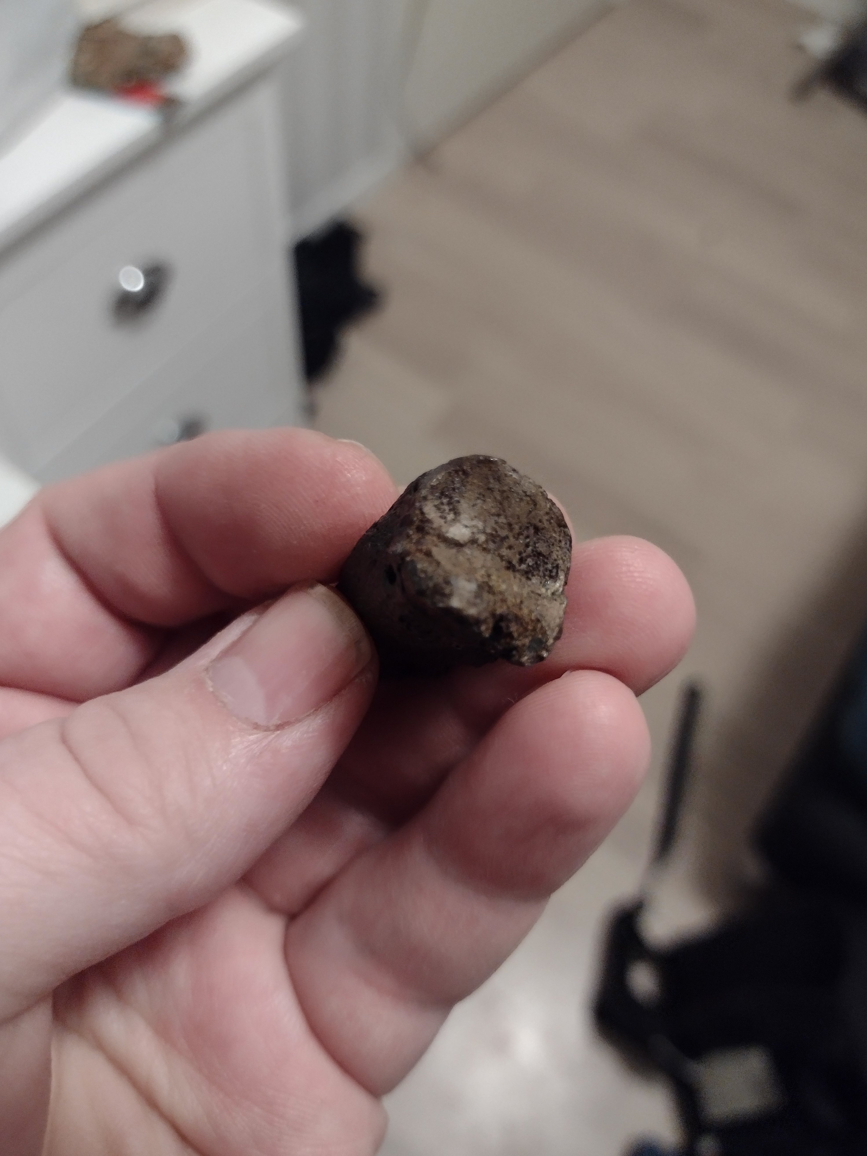 Turtle claw? Croc? Hell creek formation - Fossil ID - The Fossil Forum