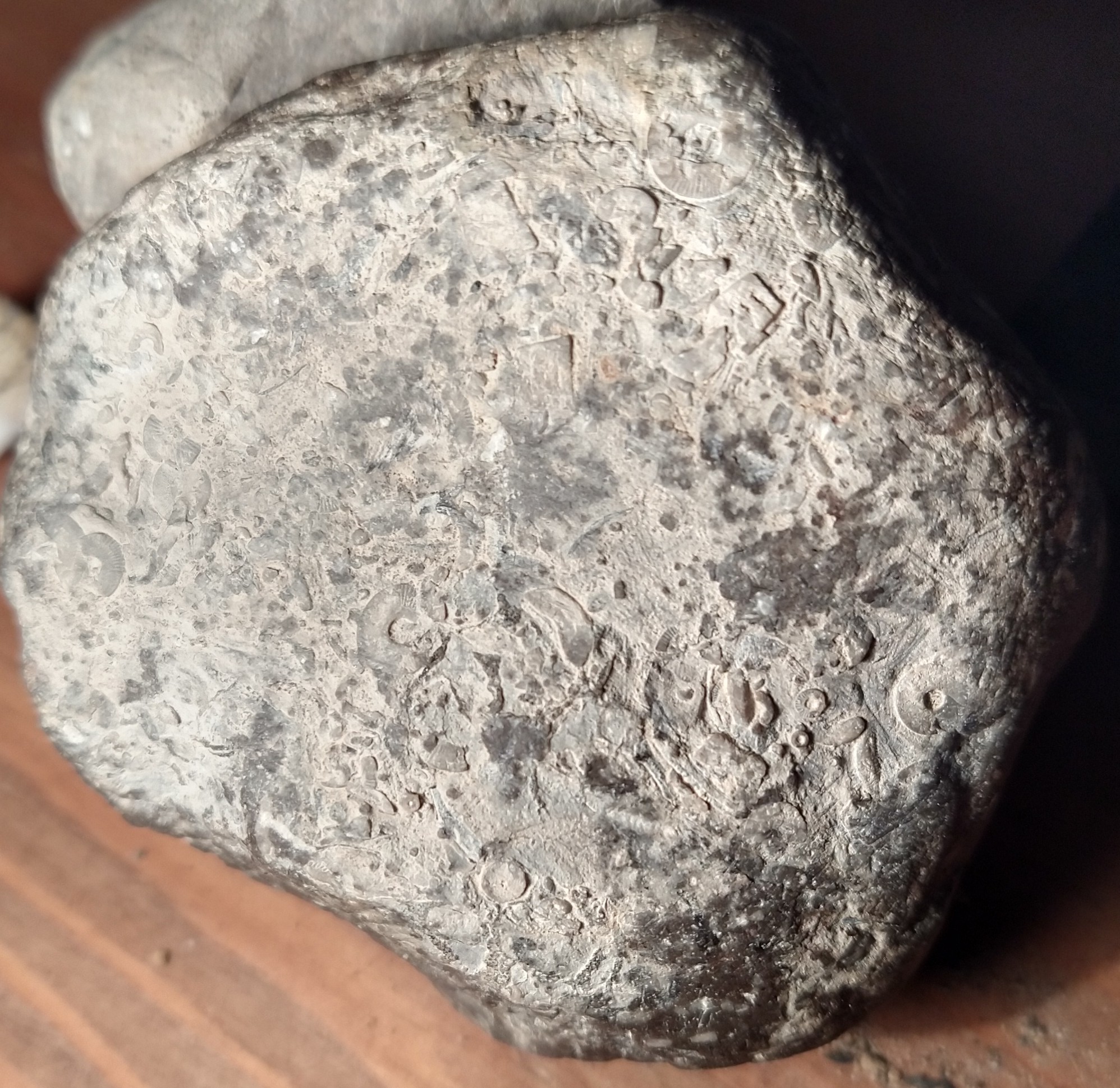 Crinoid Stems - Member Collections - The Fossil Forum