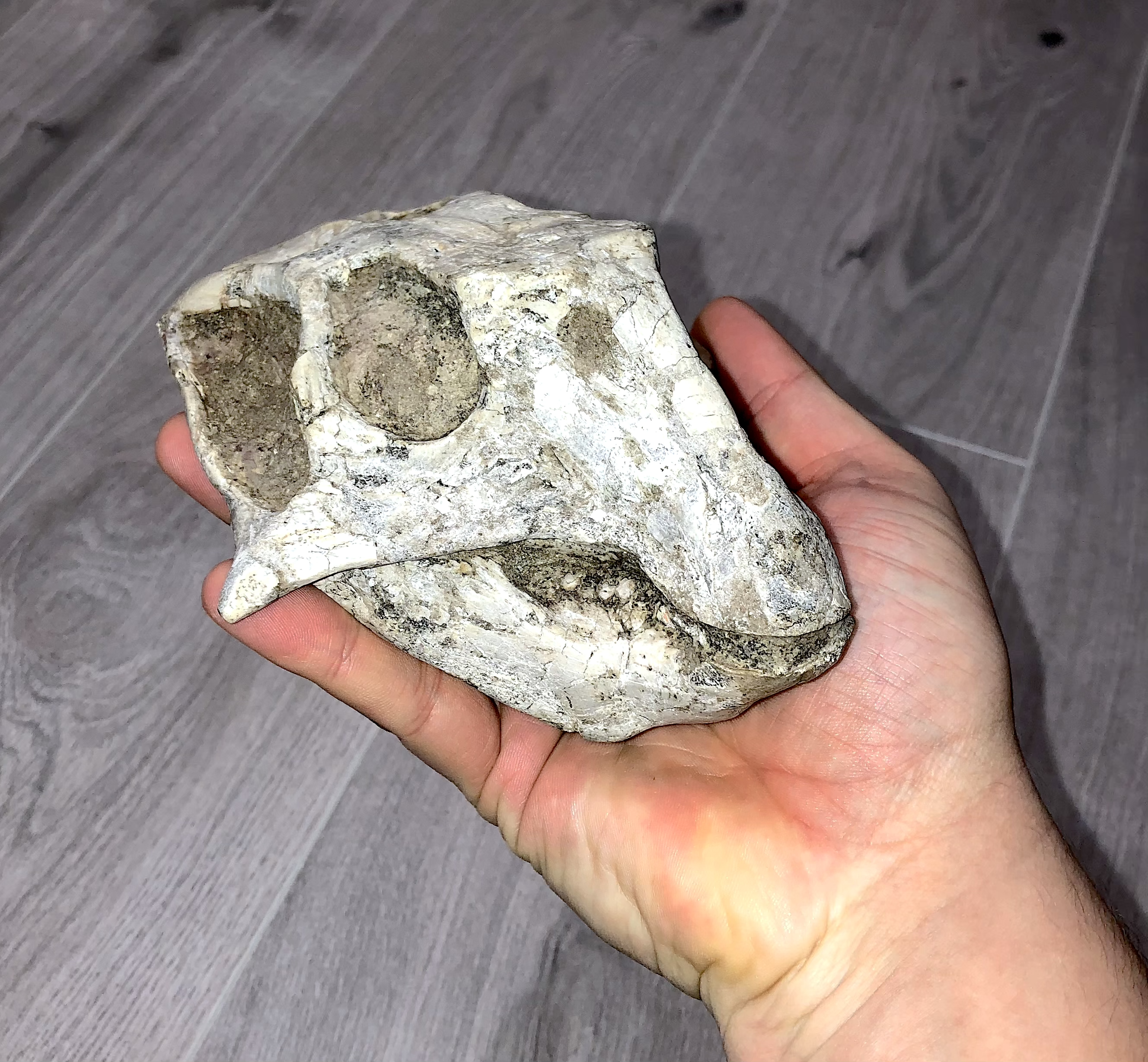 A Psittacosaurus skull of poor quality, really? - Is It Real? How to ...