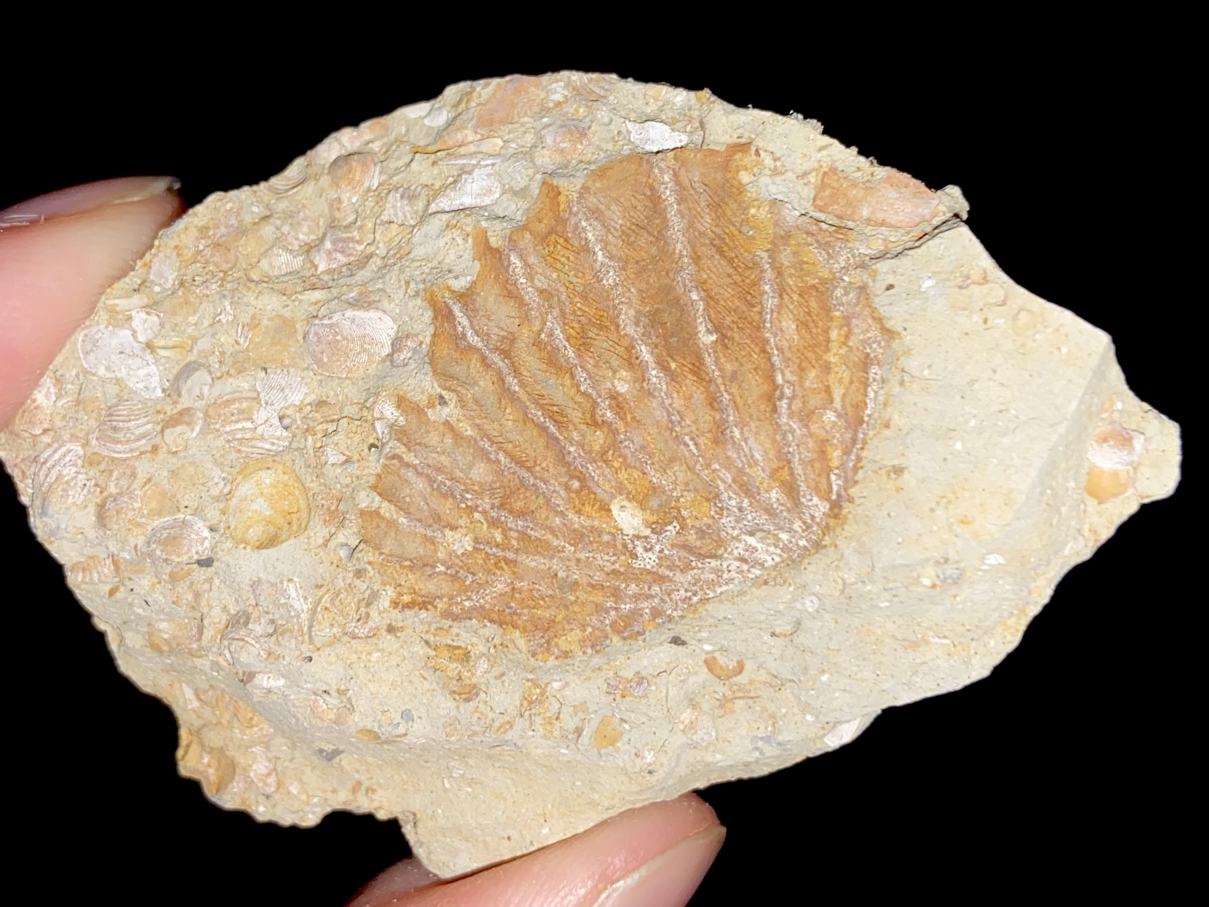 Crabs, Ammonites, Gastropods, and More! A Texas Invertebrate Sampler ...