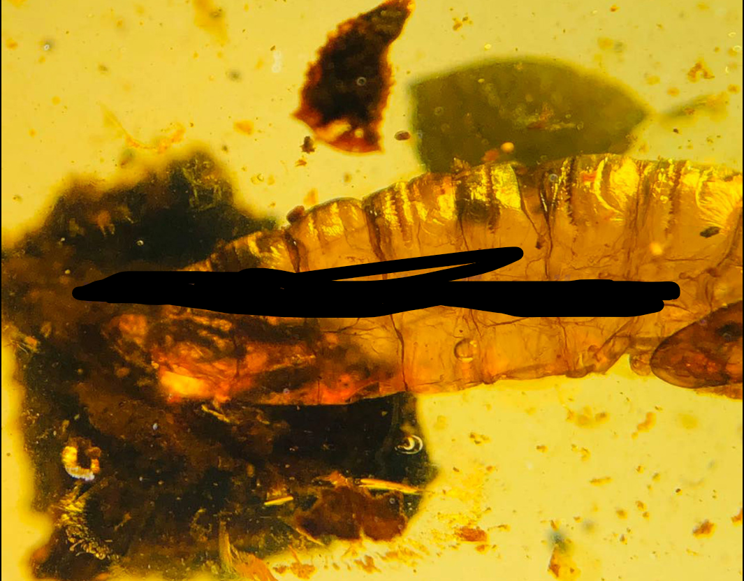 Is this genuine praying mantis amber? - Is It Real? How to Recognize ...