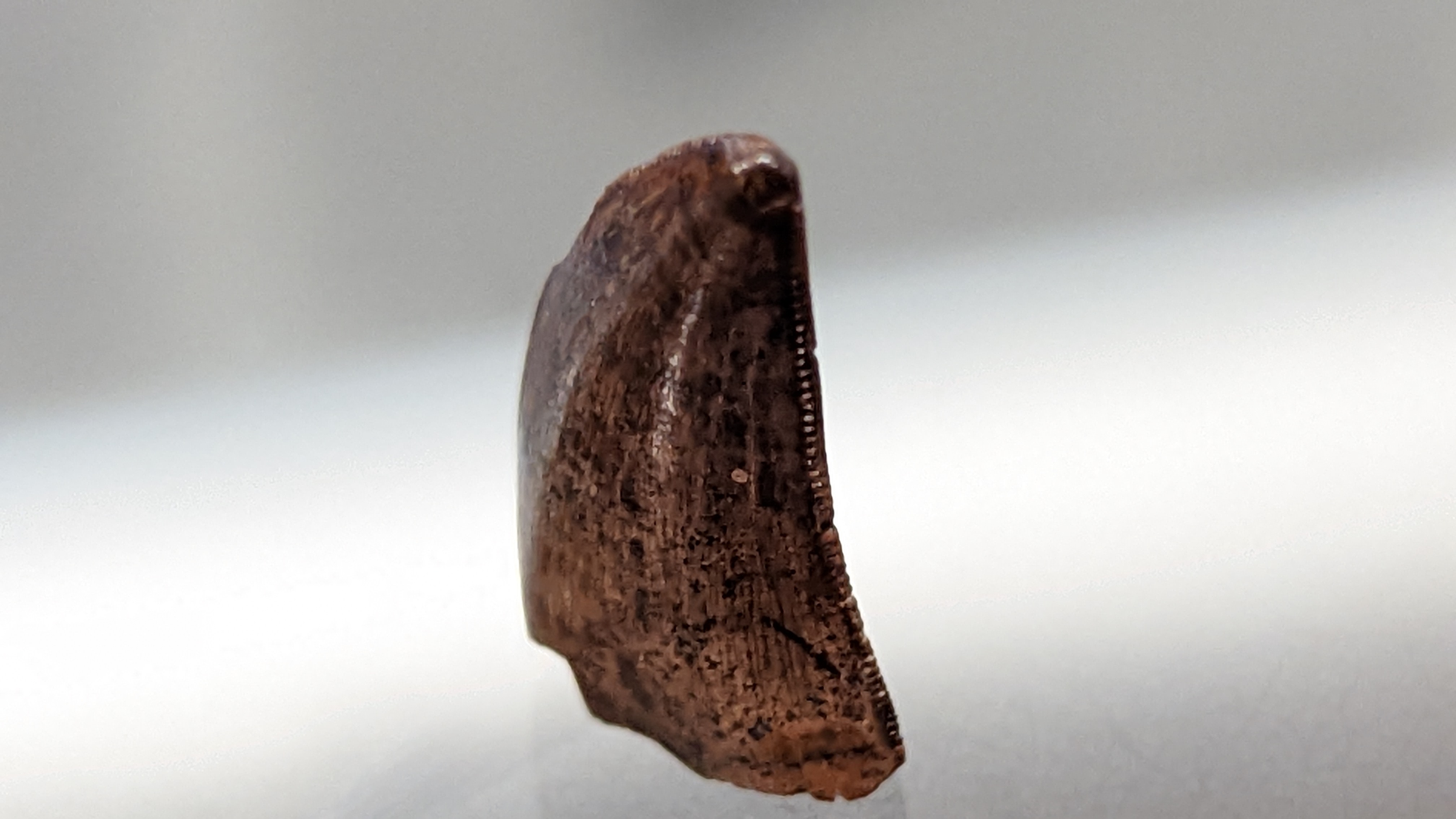 Dromaeosaur Tooth Hell Creek Formation Meade County South Dakota ...