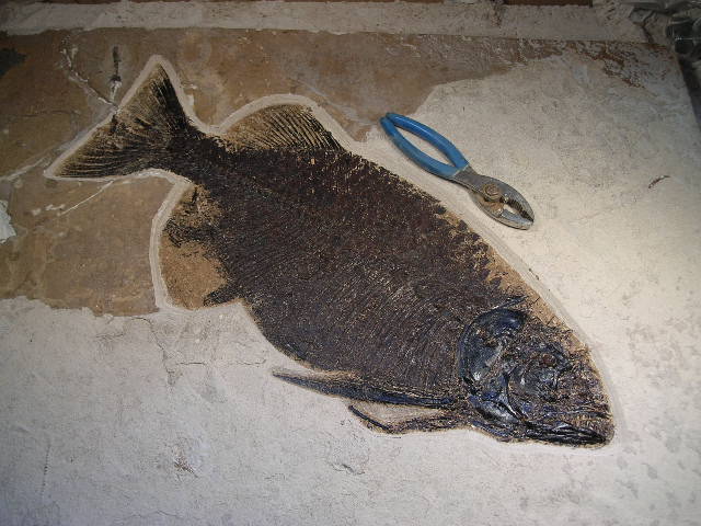 who has the biggest fish? - General Fossil Discussion - The Fossil Forum