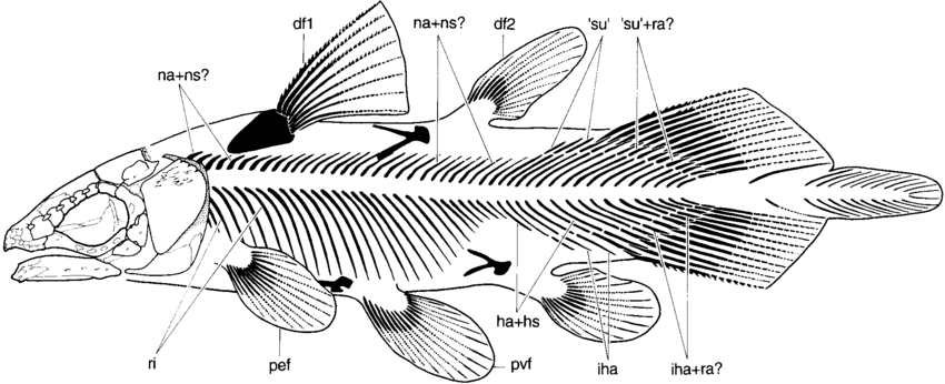 Fossil ID - Fossil ID - The Fossil Forum
