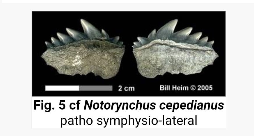 weird cow shark tooth - Fossil ID - The Fossil Forum