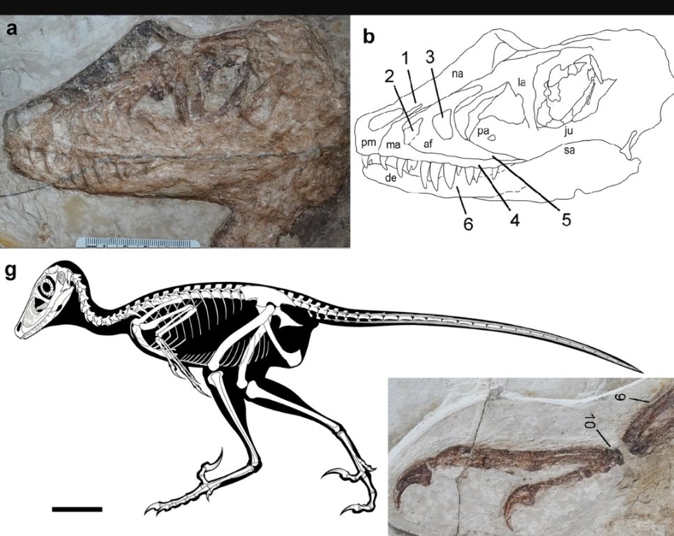 New dromaeosauridae Daurlong wangi - Fossil News - The Fossil Forum