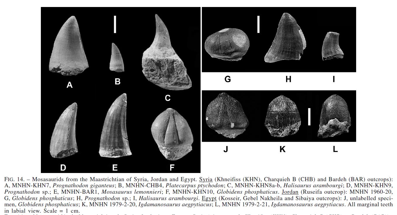 Gently cleaning a tooth from the Moroccan phosphate deposits - Fossil ...