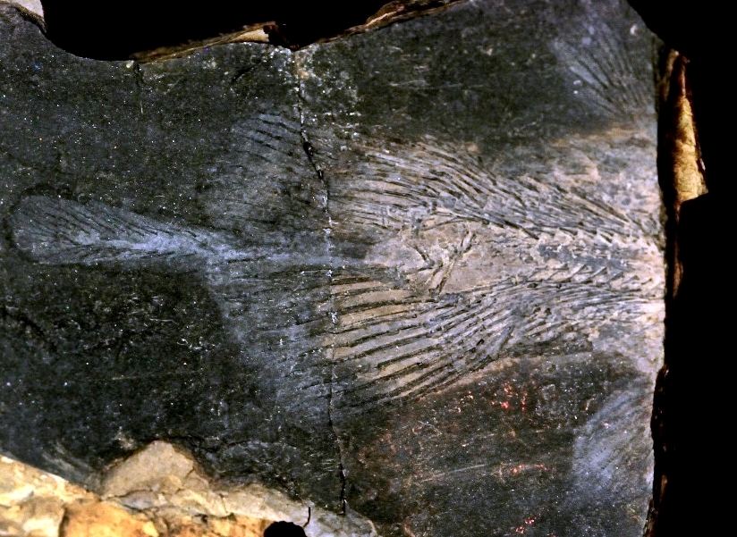 Fossil ID - Fossil ID - The Fossil Forum