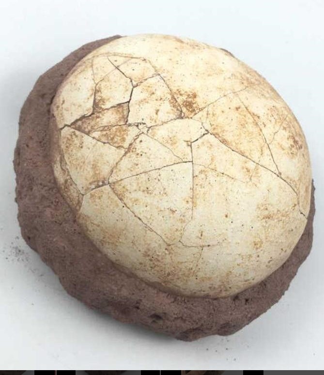 Hadrosaur Egg - Real or Fake - Is It Real? How to Recognize Fossil ...