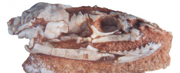 Snake head rock - Fossil ID - The Fossil Forum
