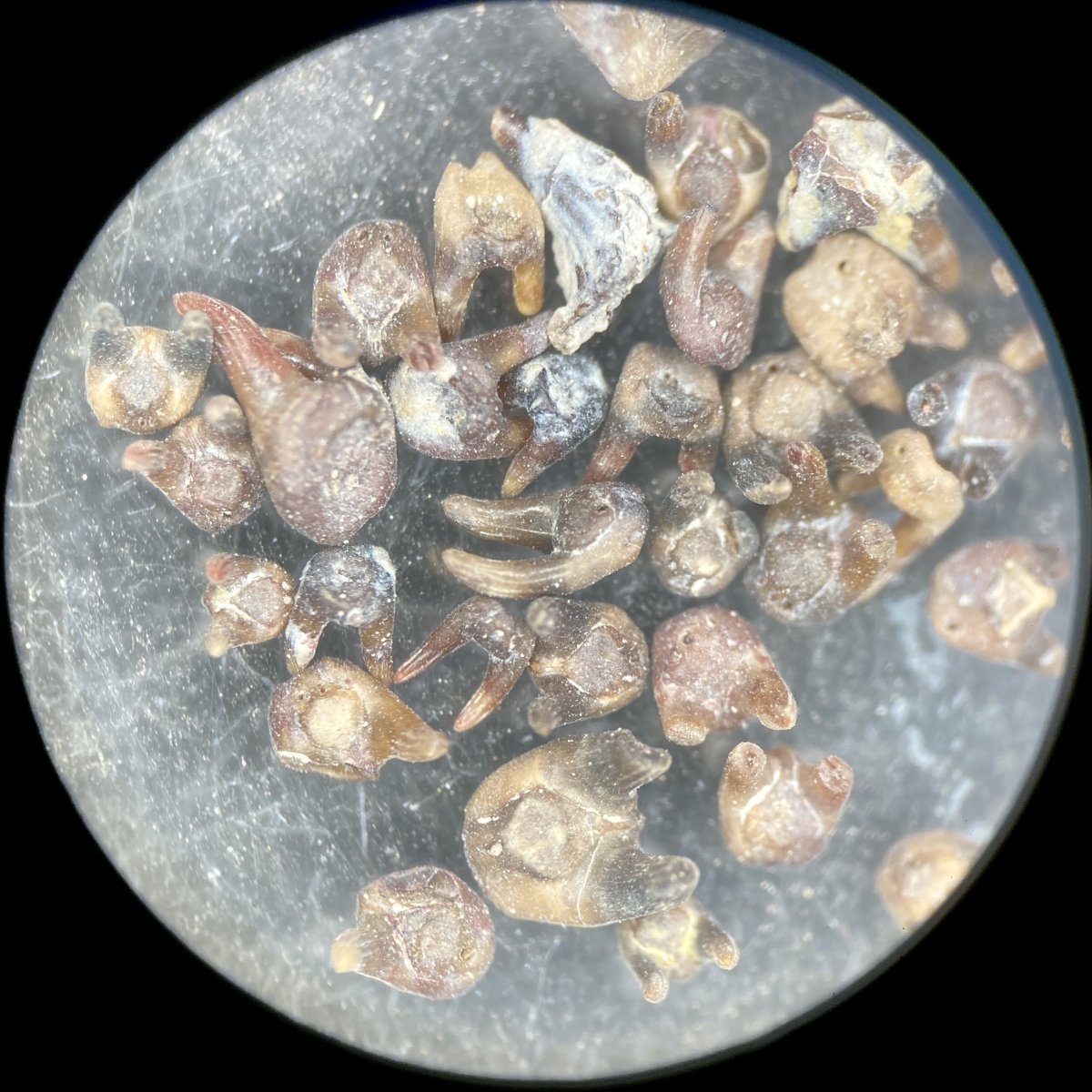 Barbclabornia teeth - Permian - The Fossil Forum
