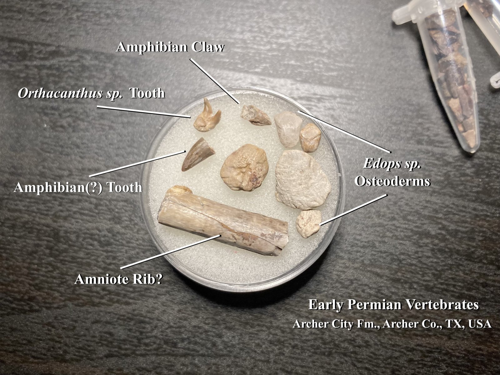 Texas Permian micros - Permian - The Fossil Forum