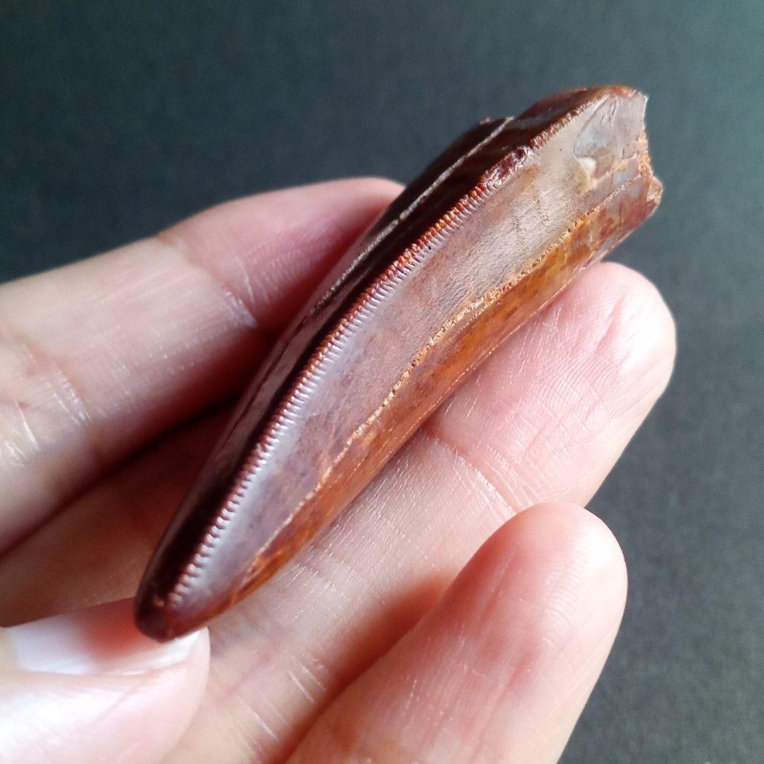 Is this a deltadromeus tooth? - Fossil ID - The Fossil Forum