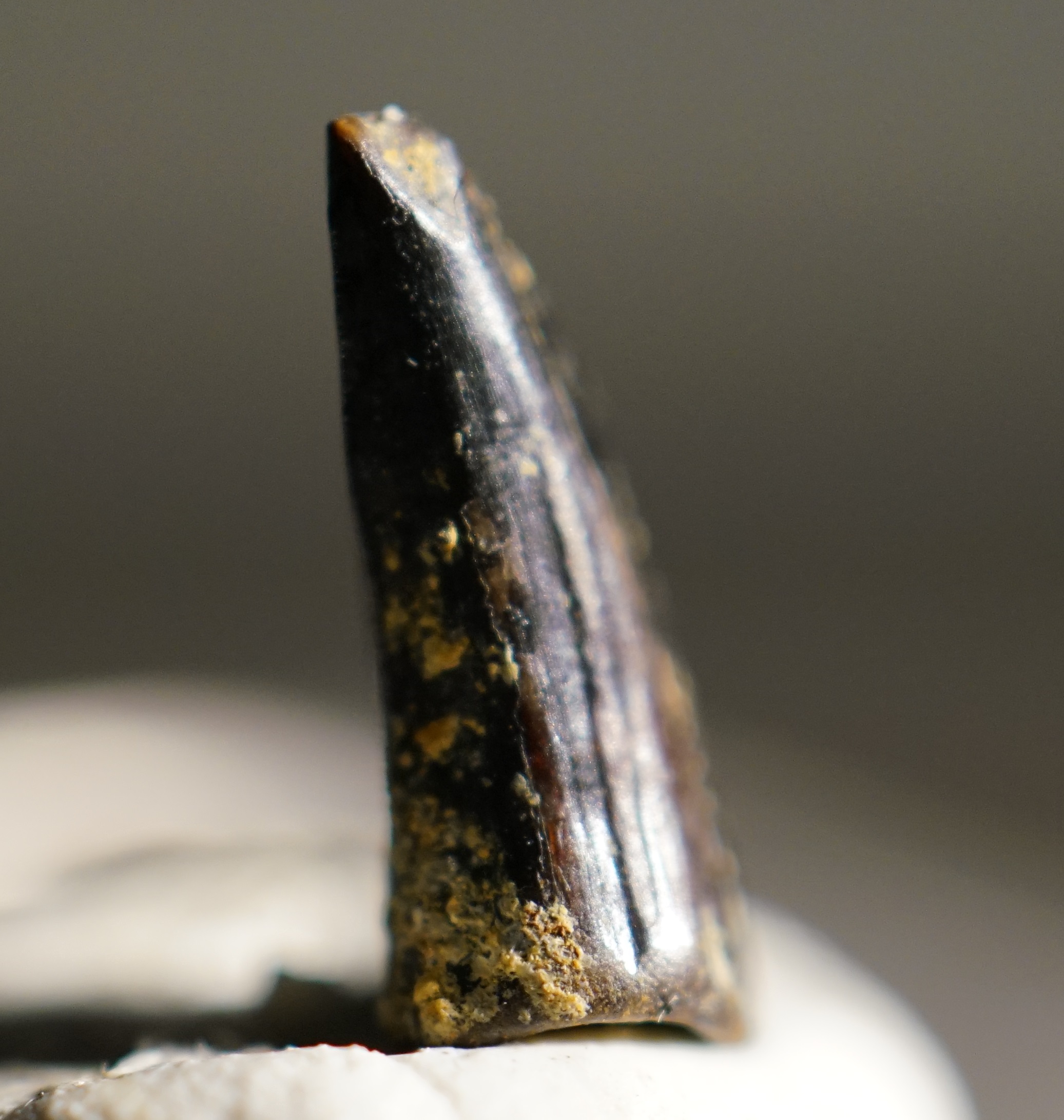 Bizarre Hell Creek teeth - Fossil ID - The Fossil Forum
