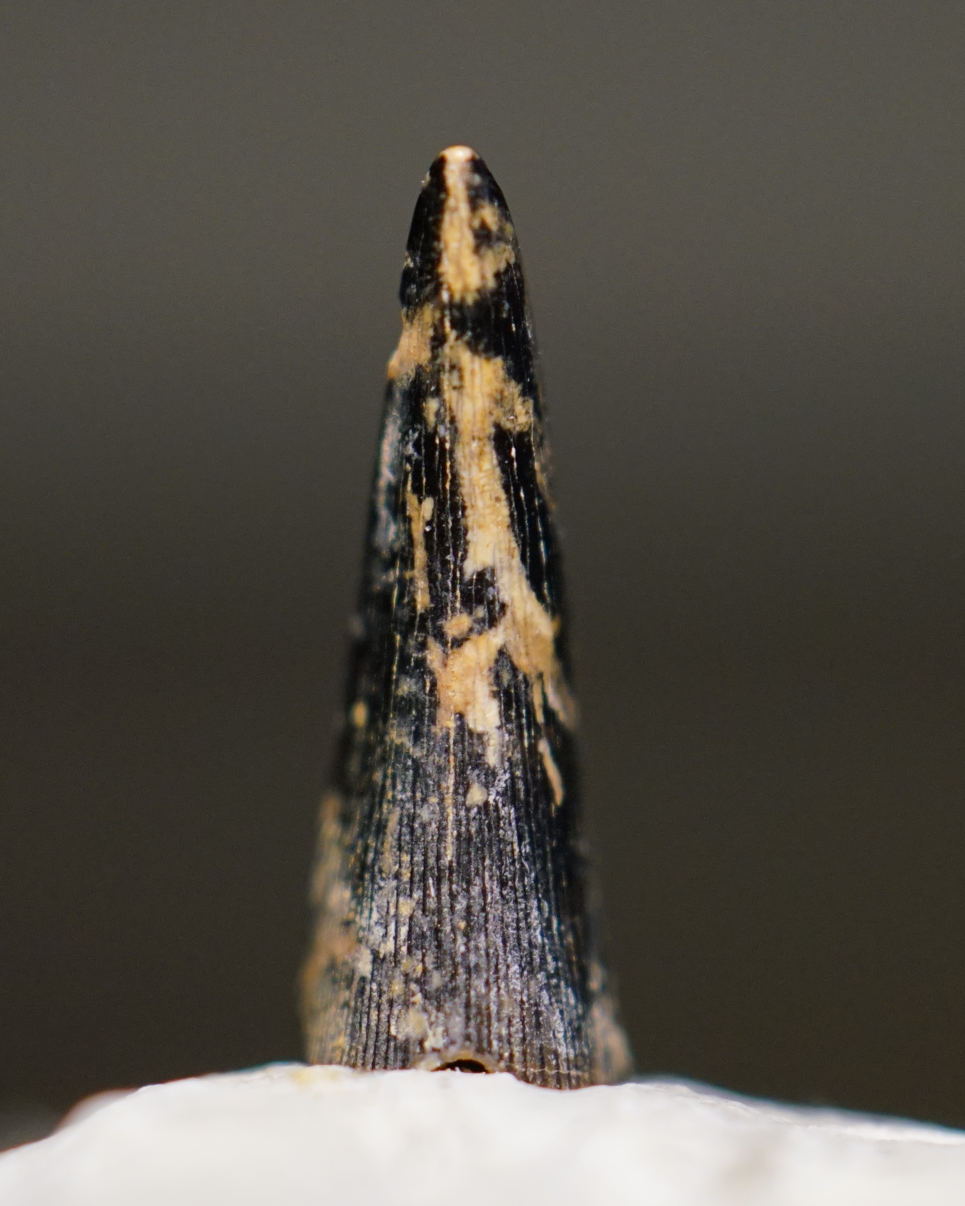 Bizarre Hell Creek teeth - Fossil ID - The Fossil Forum