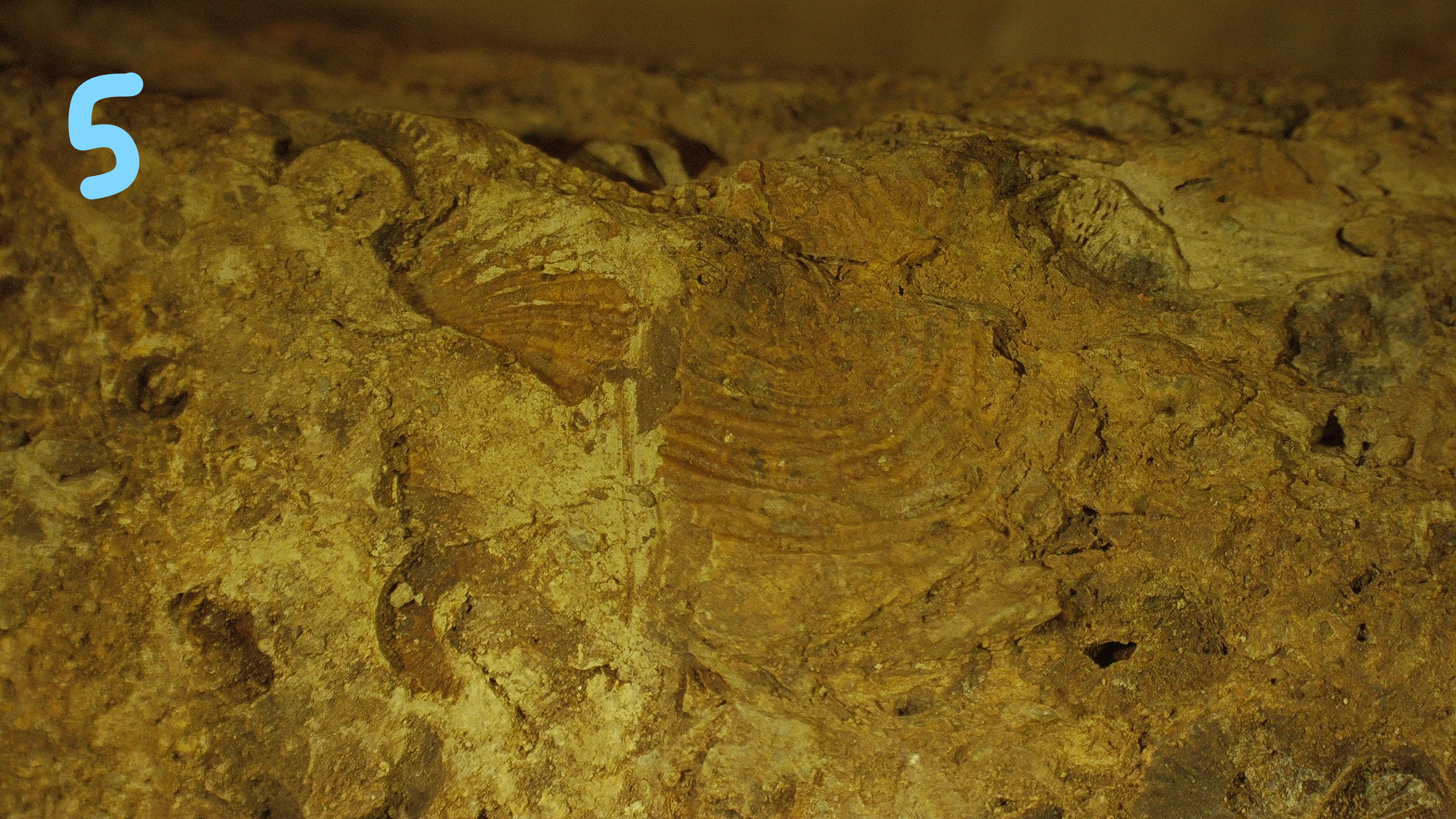 Devonian ID help - Fossil ID - The Fossil Forum