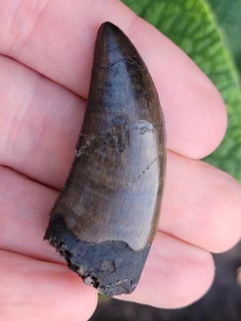 Tyrannosaurus Rex Tooth? - Fossil ID - The Fossil Forum