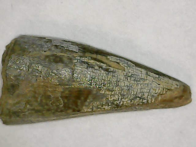 Lance Formation Tyrannosaur Tooth - Fossil ID - The Fossil Forum