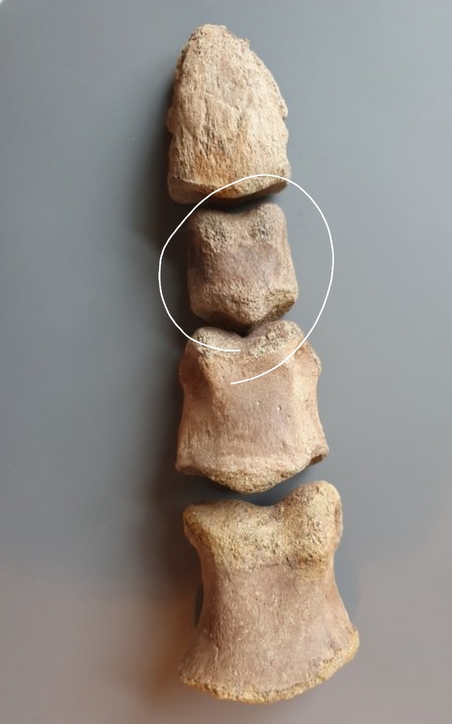 Is this Pachycephalosaurus toe an composit or associated? - Fossil ID ...