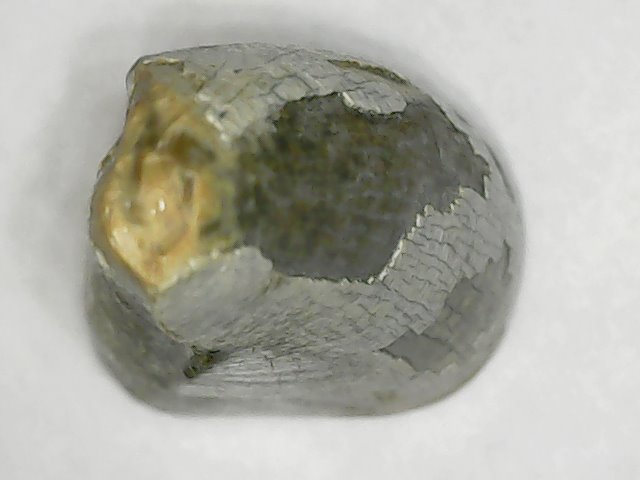 Lance Formation Tyrannosaur Tooth - Fossil ID - The Fossil Forum