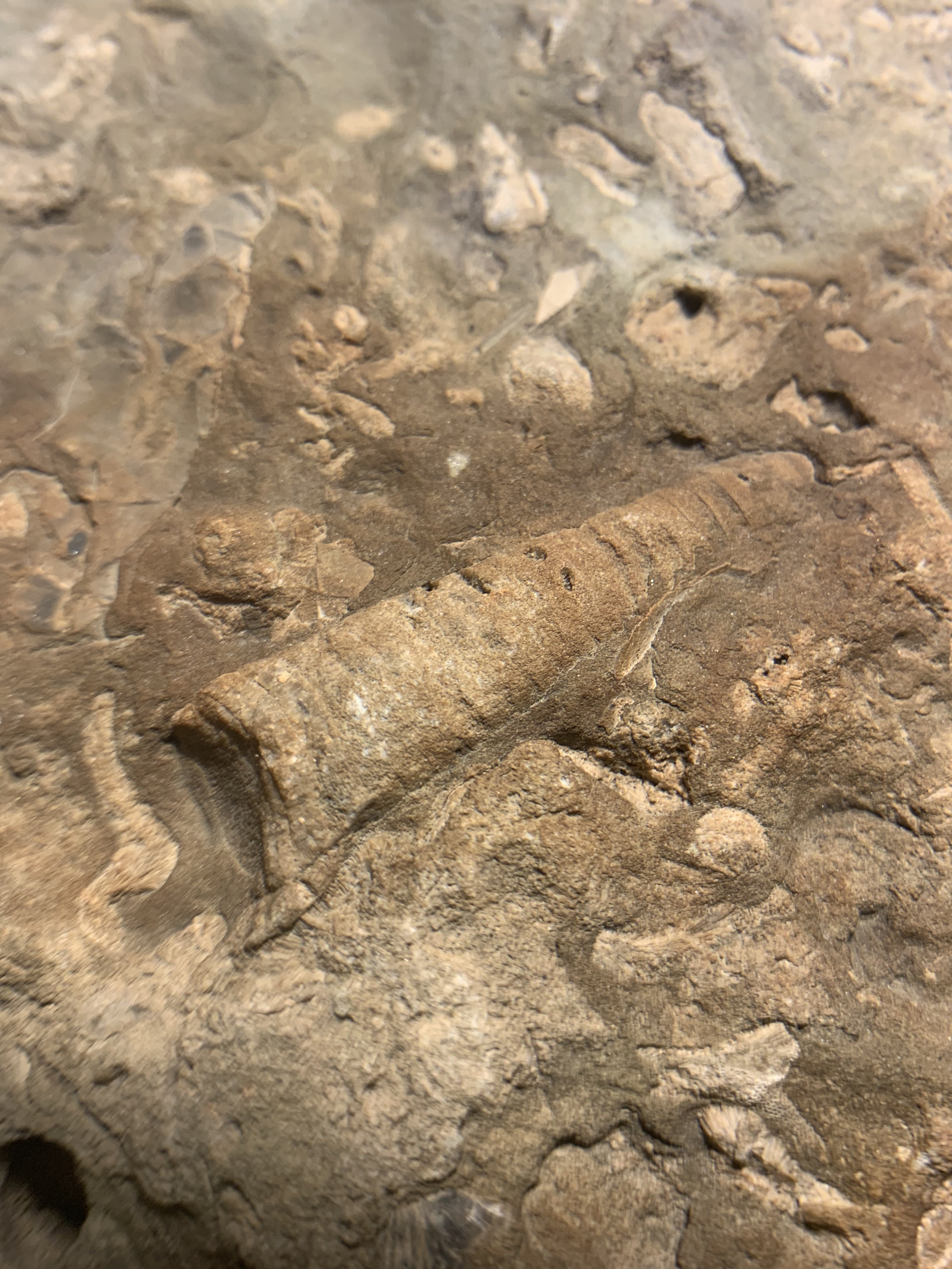 What species of Orthocones and Coral are these? - Fossil ID - The ...
