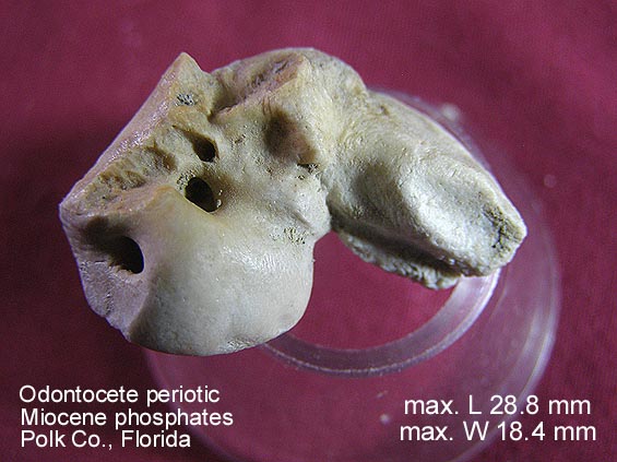 Whale Periotic Needs Identification - Fossil ID - The Fossil Forum