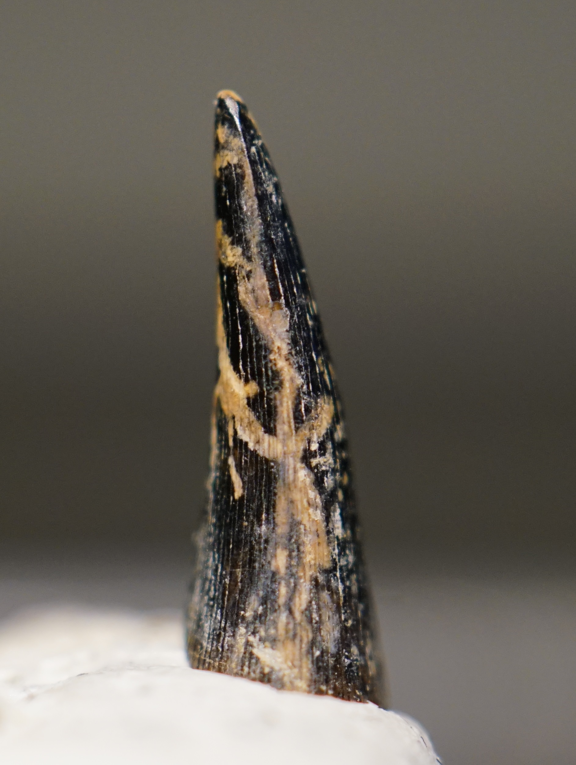 Bizarre Hell Creek teeth - Fossil ID - The Fossil Forum