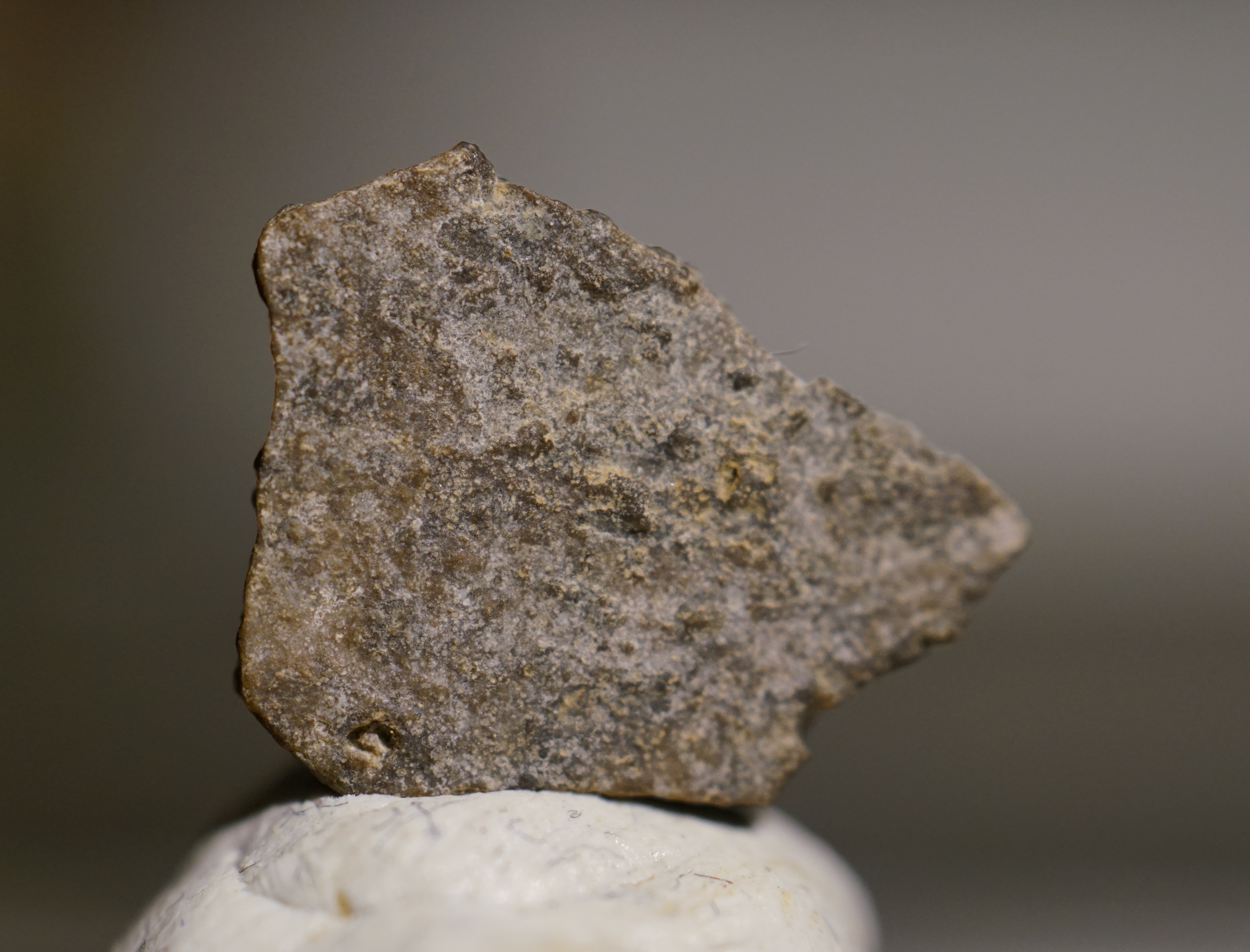 Two Medicine Eggshell - Fossil ID - The Fossil Forum
