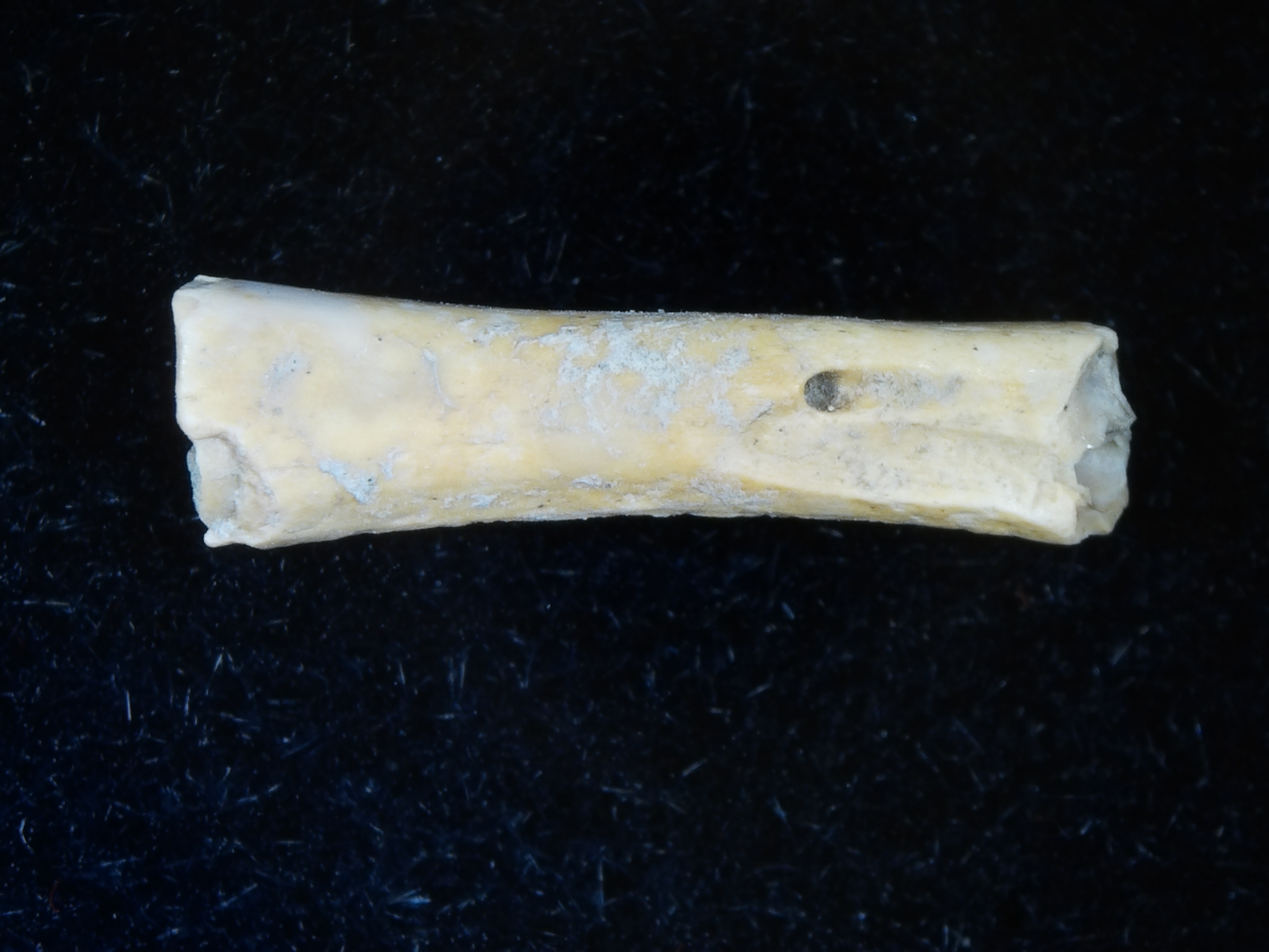 PaleoNoel's Top Ten Fossils of 2022 - Member Collections - The Fossil Forum