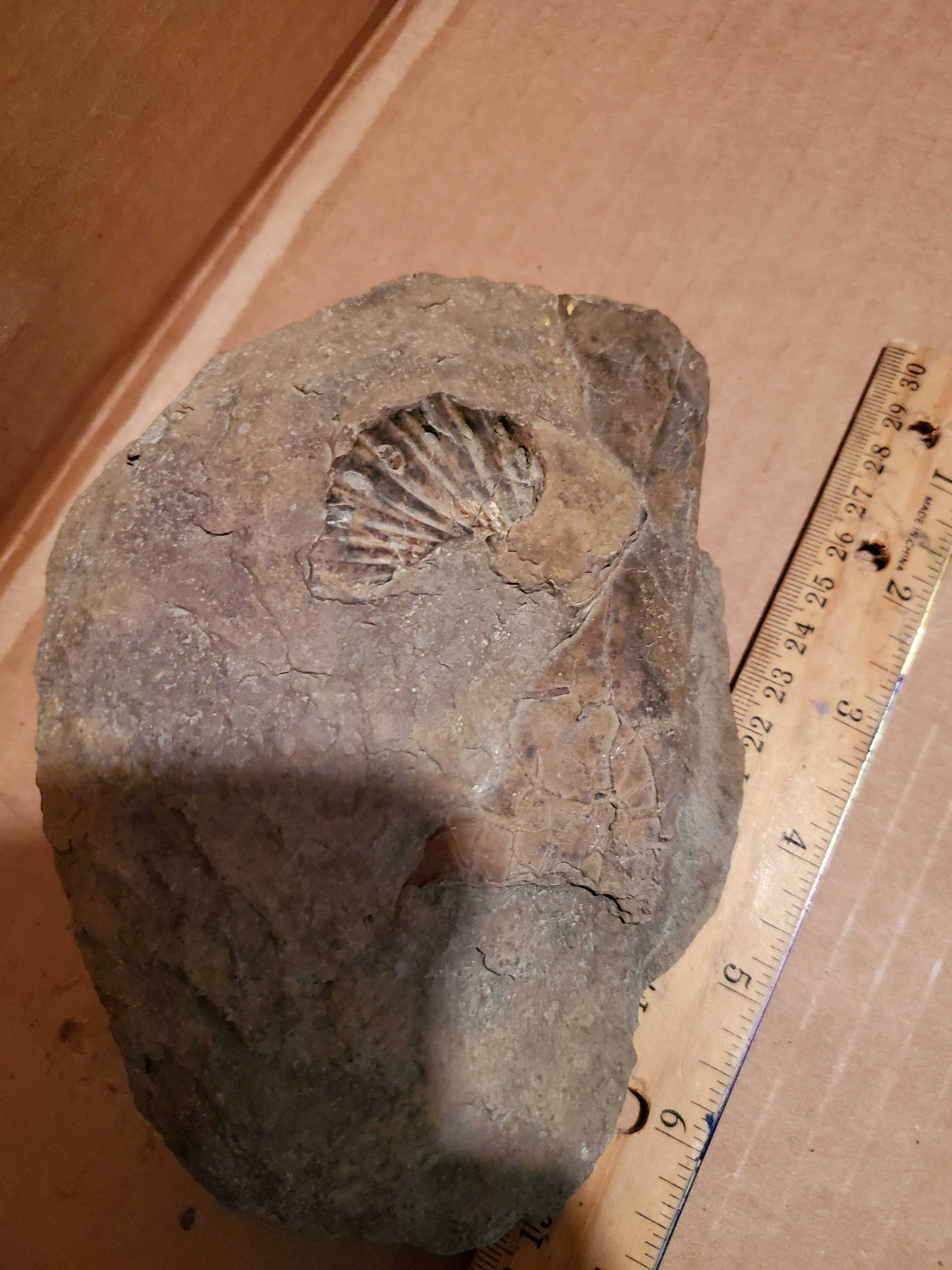 Shell print in rock SD - Fossil ID - The Fossil Forum