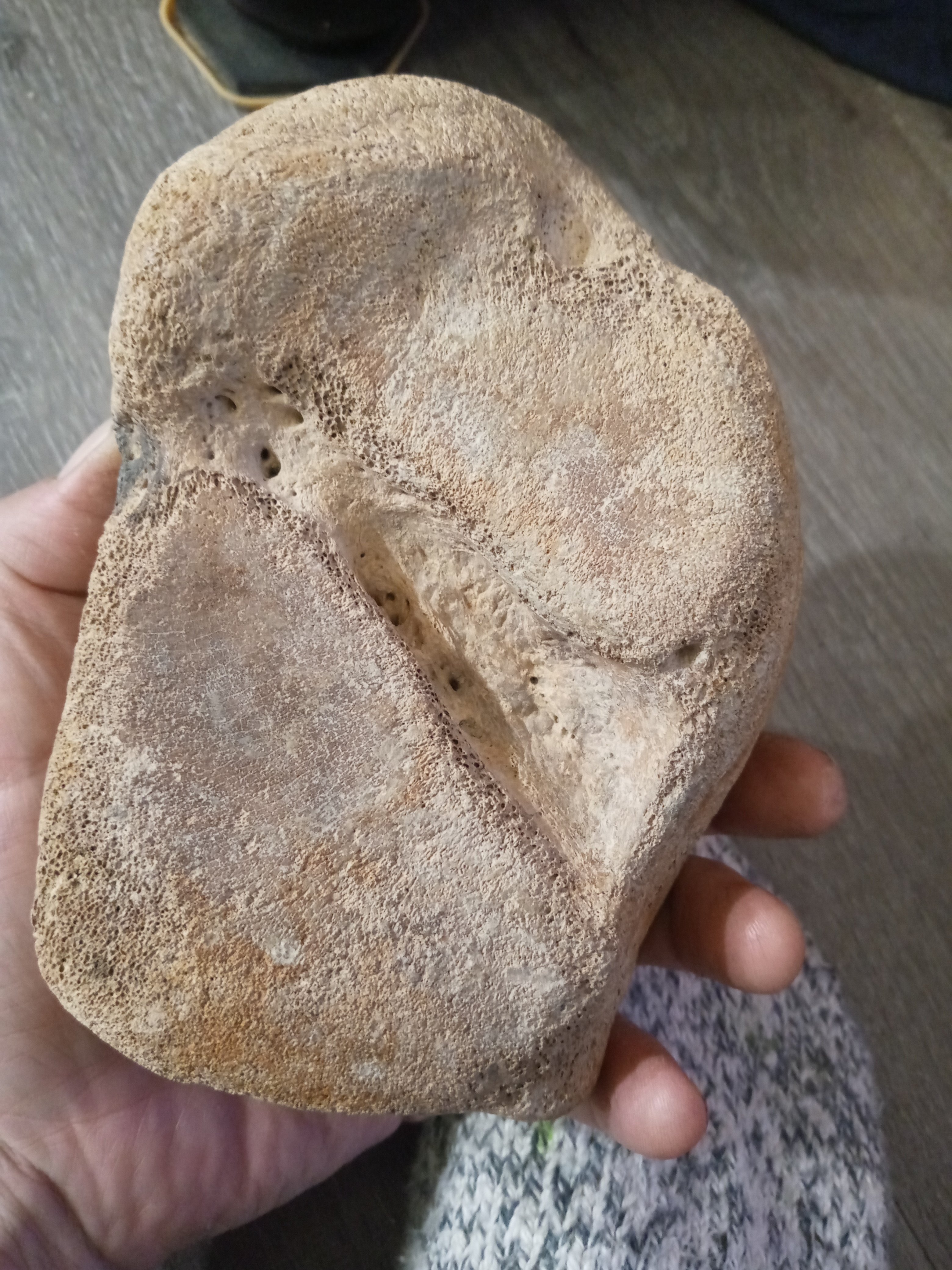 Cetother Bone - Member Collections - The Fossil Forum