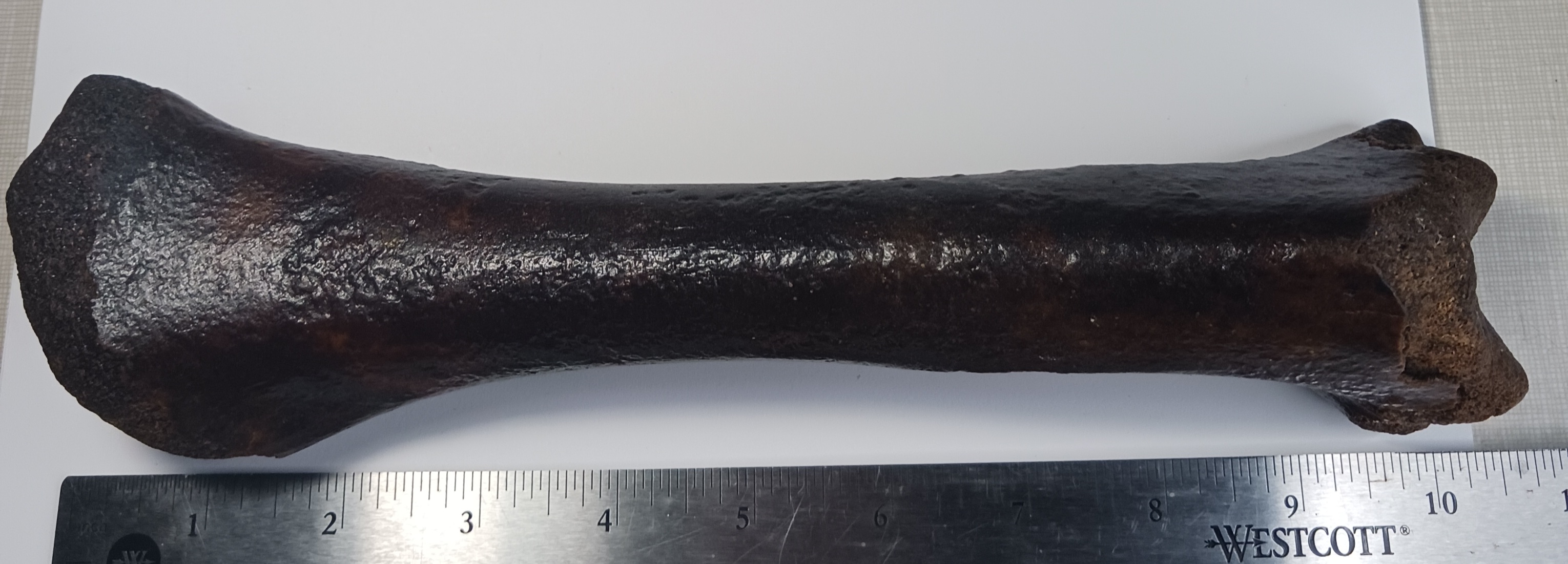 Texas leg bone - Fossil ID - The Fossil Forum