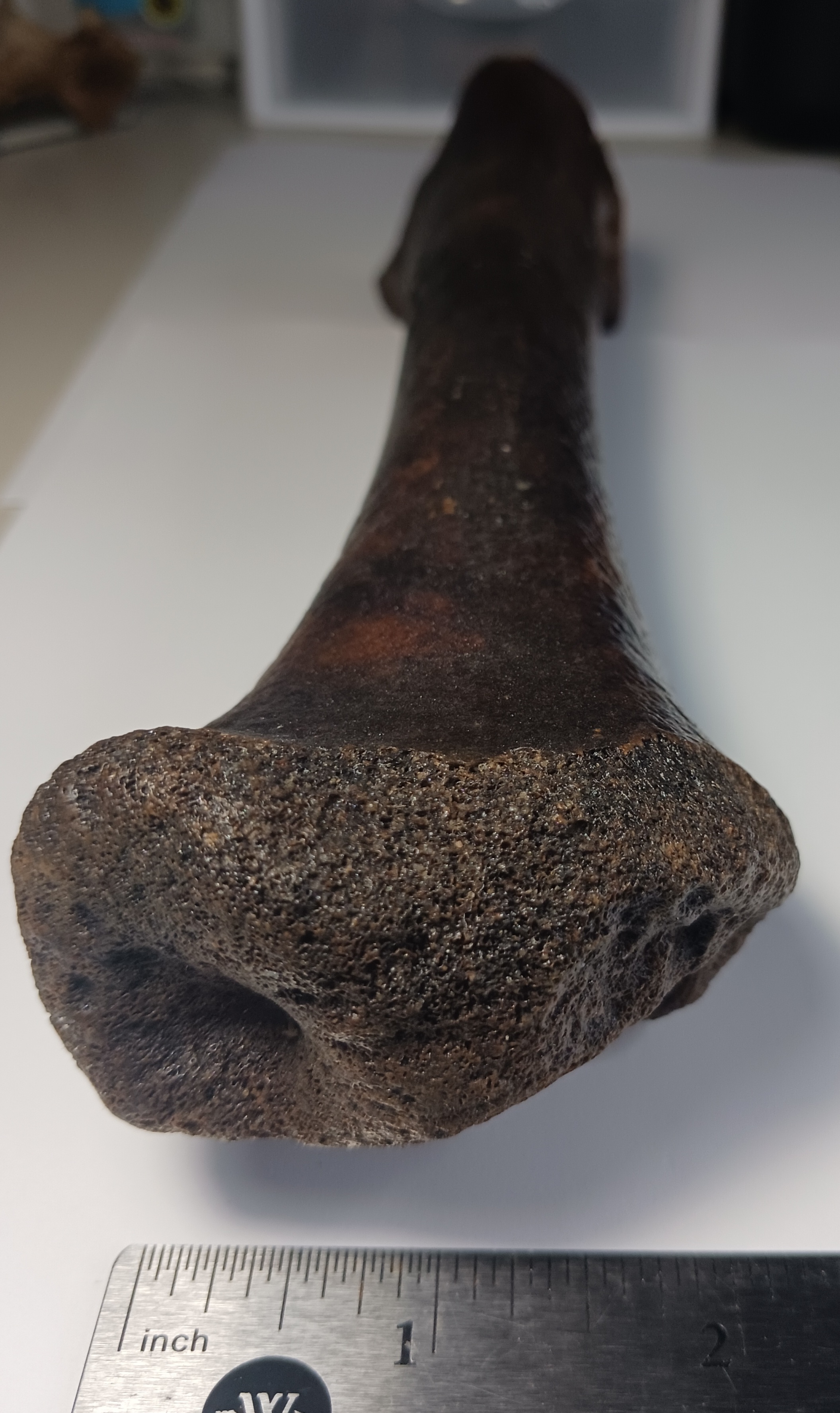 Texas leg bone - Fossil ID - The Fossil Forum