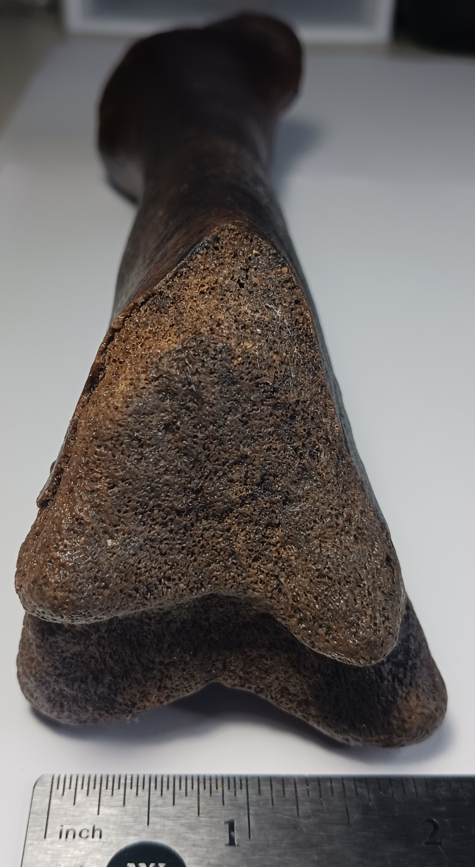 Texas leg bone - Fossil ID - The Fossil Forum