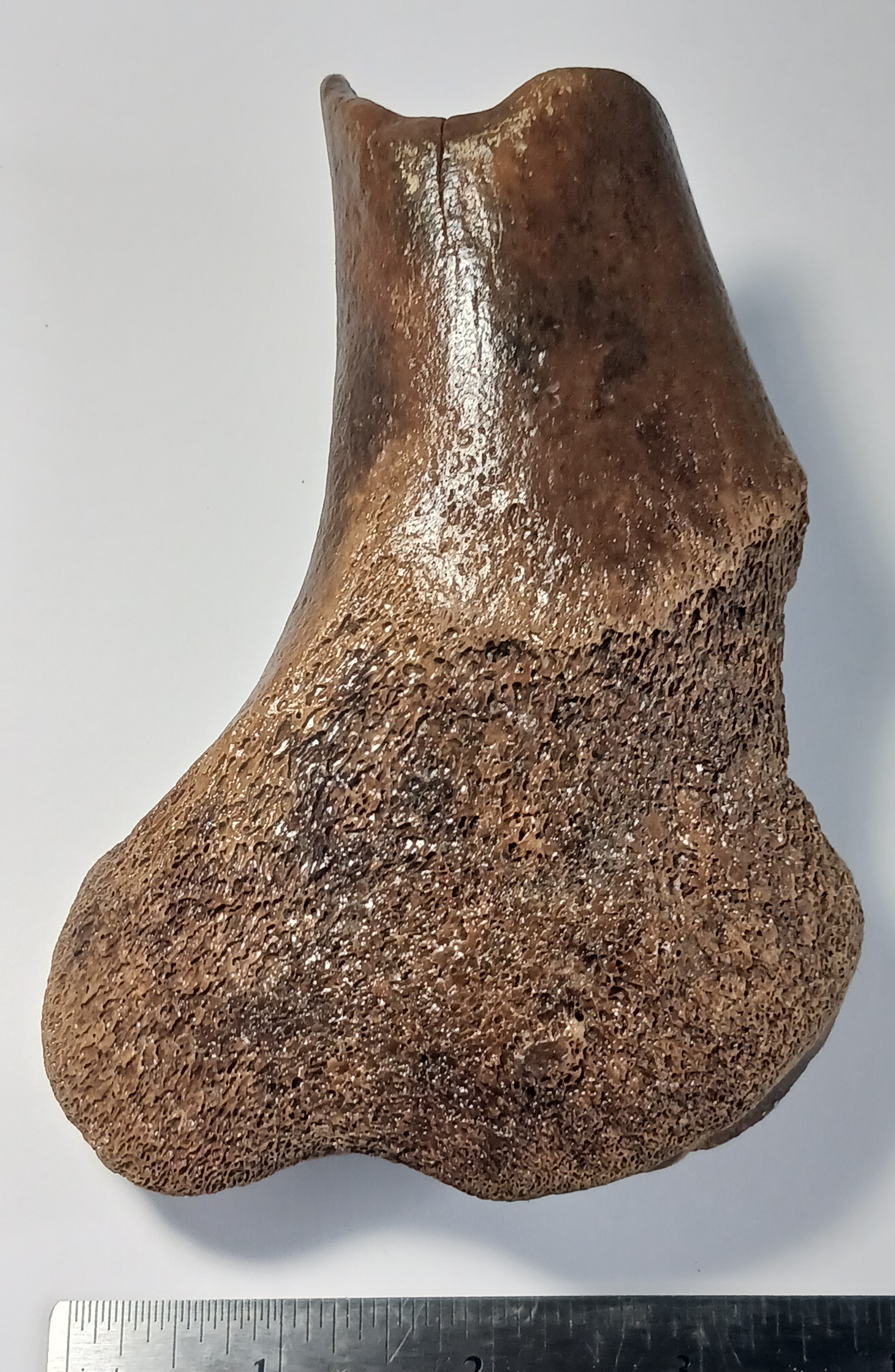 Texas leg bone fragment - Fossil ID - The Fossil Forum