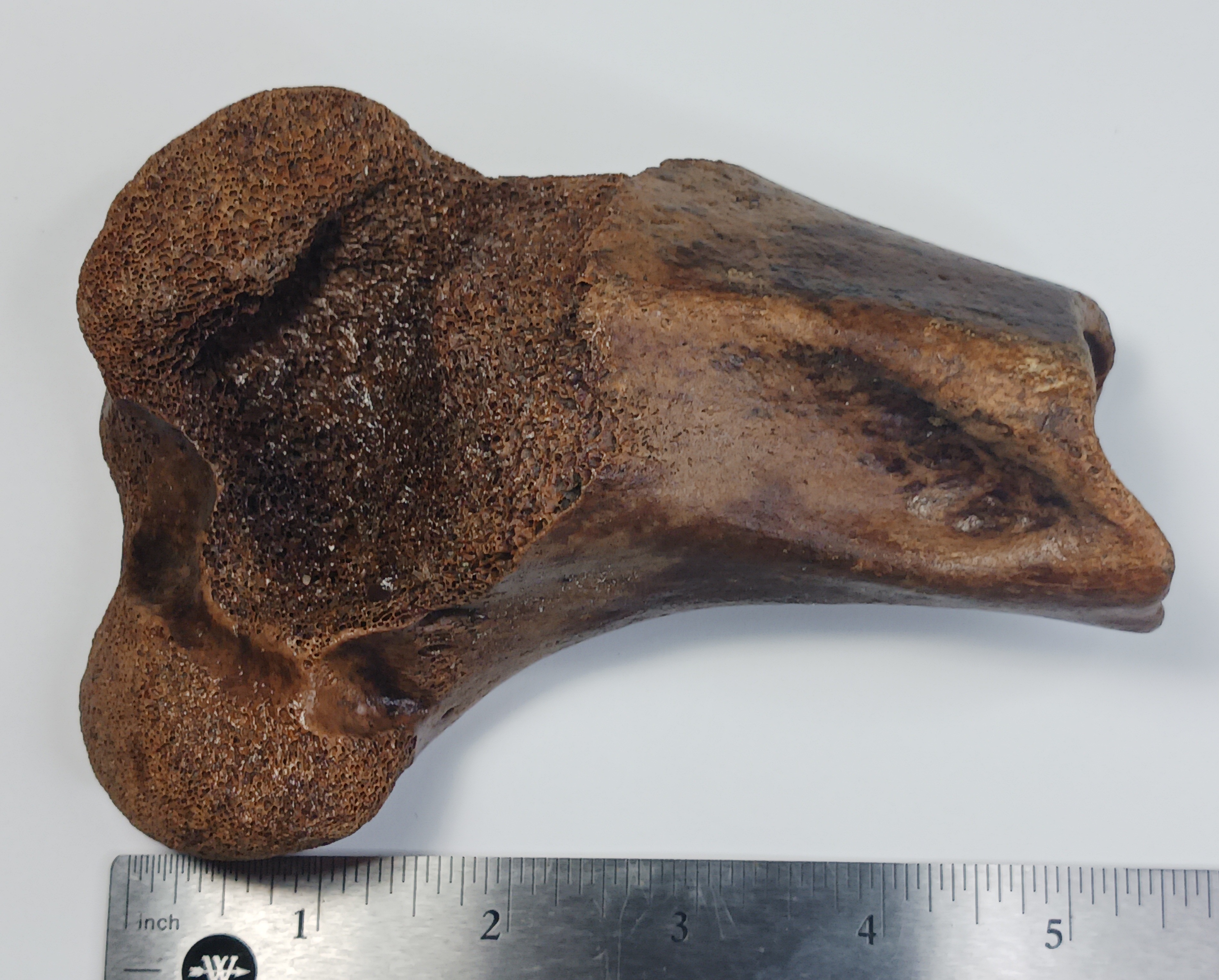Texas leg bone fragment - Fossil ID - The Fossil Forum
