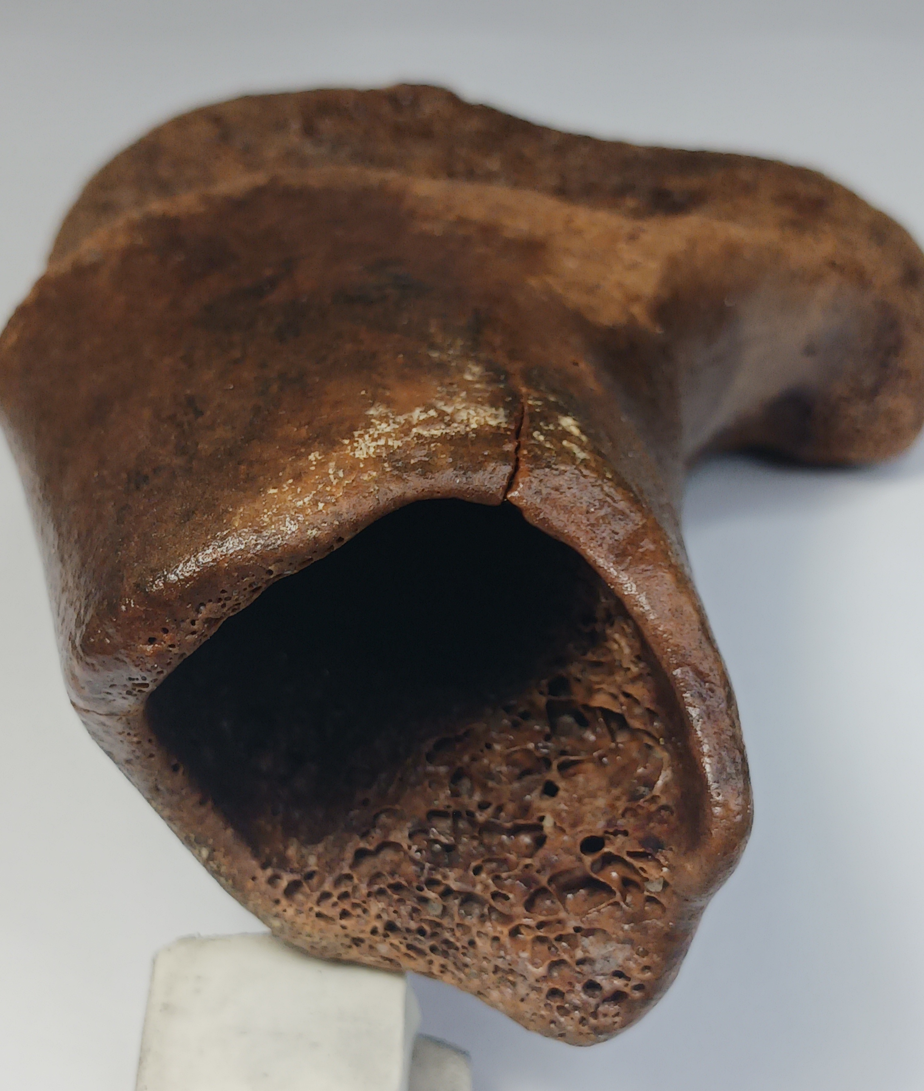 Texas leg bone fragment - Fossil ID - The Fossil Forum