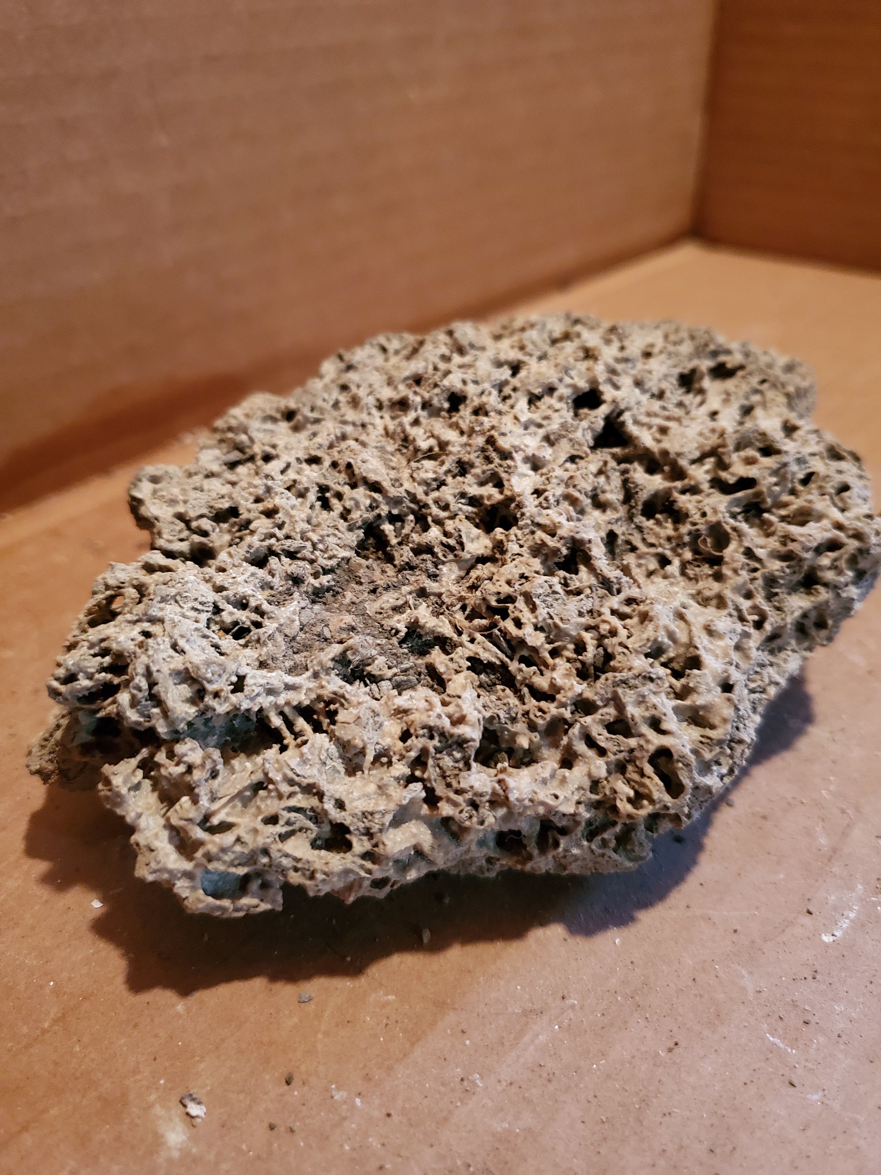 Fossil or pumice or coral? SD - Fossil ID - The Fossil Forum