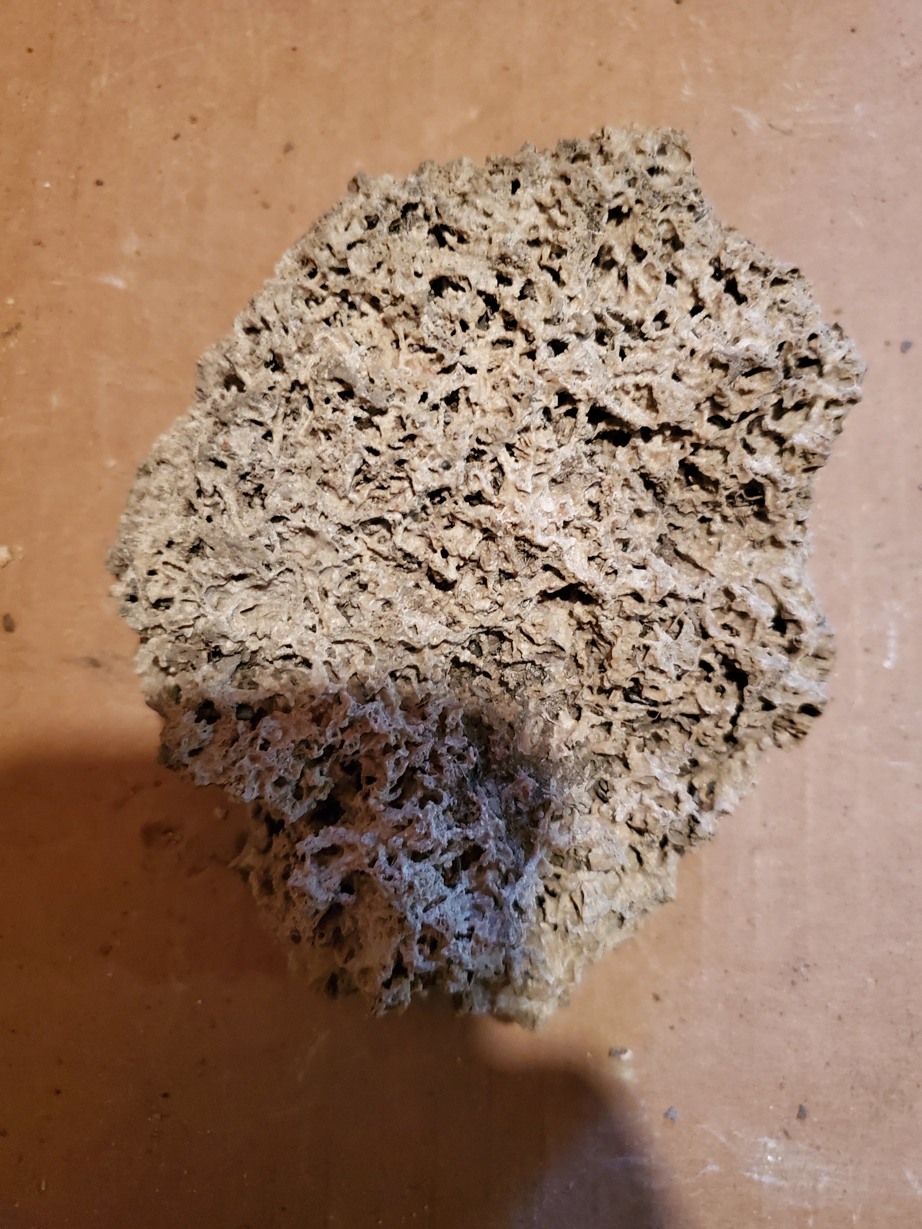 Fossil or pumice or coral? SD - Fossil ID - The Fossil Forum