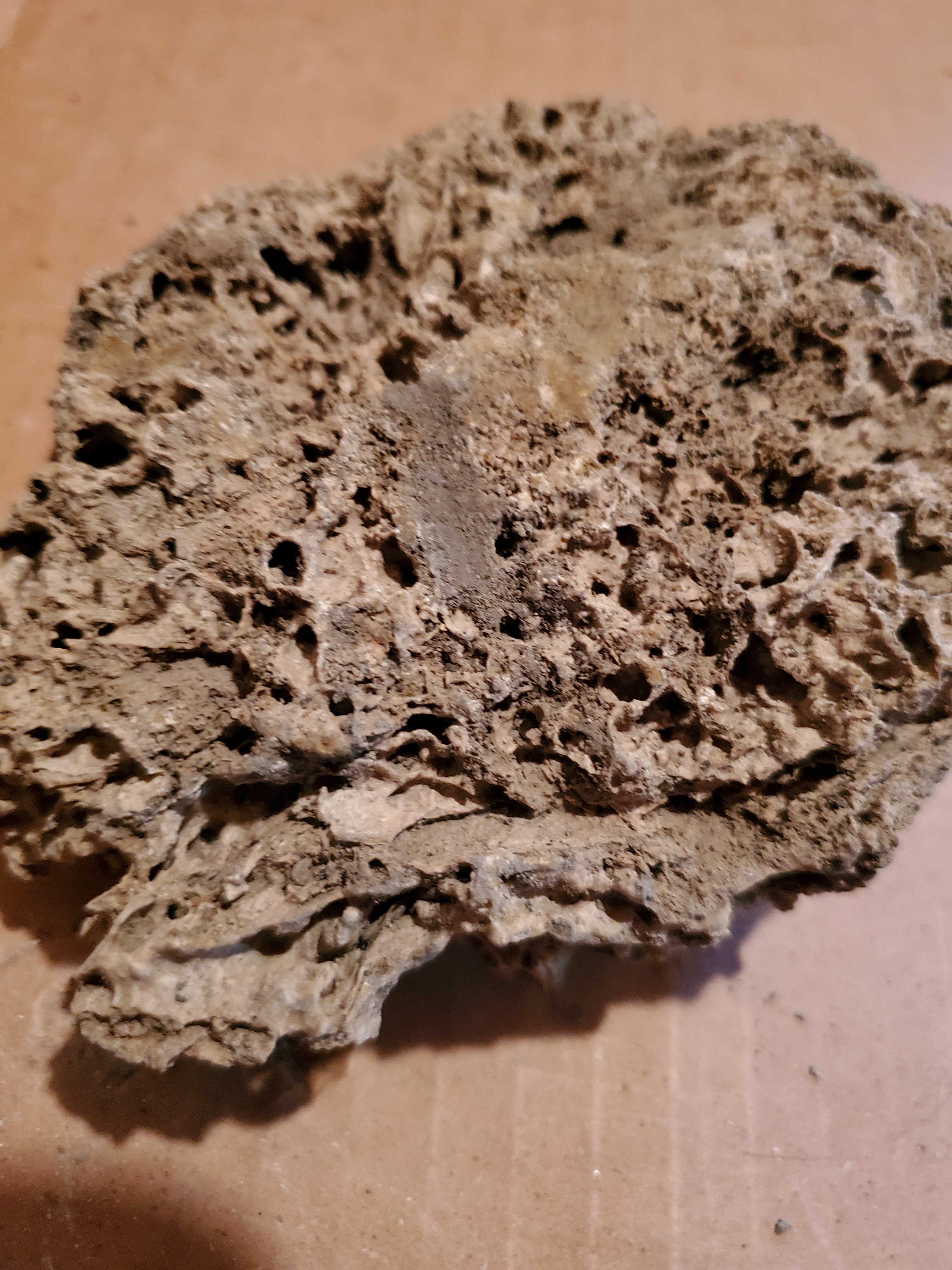Fossil or pumice or coral? SD - Fossil ID - The Fossil Forum