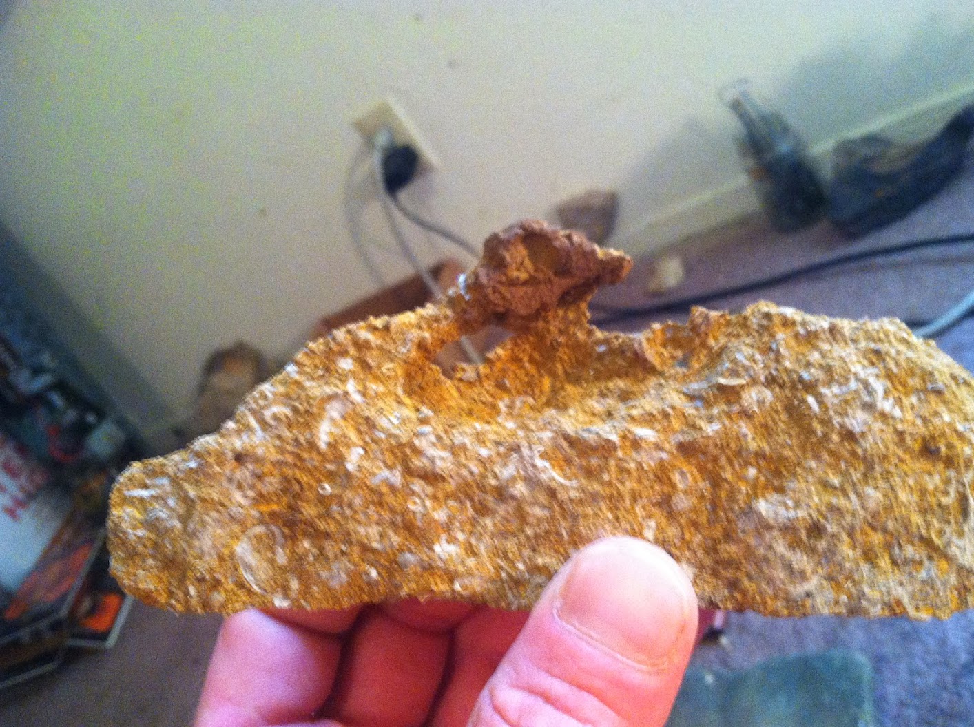 Arkansas River Fossils (Northeast Oklahoma) - Fossil ID - The Fossil Forum