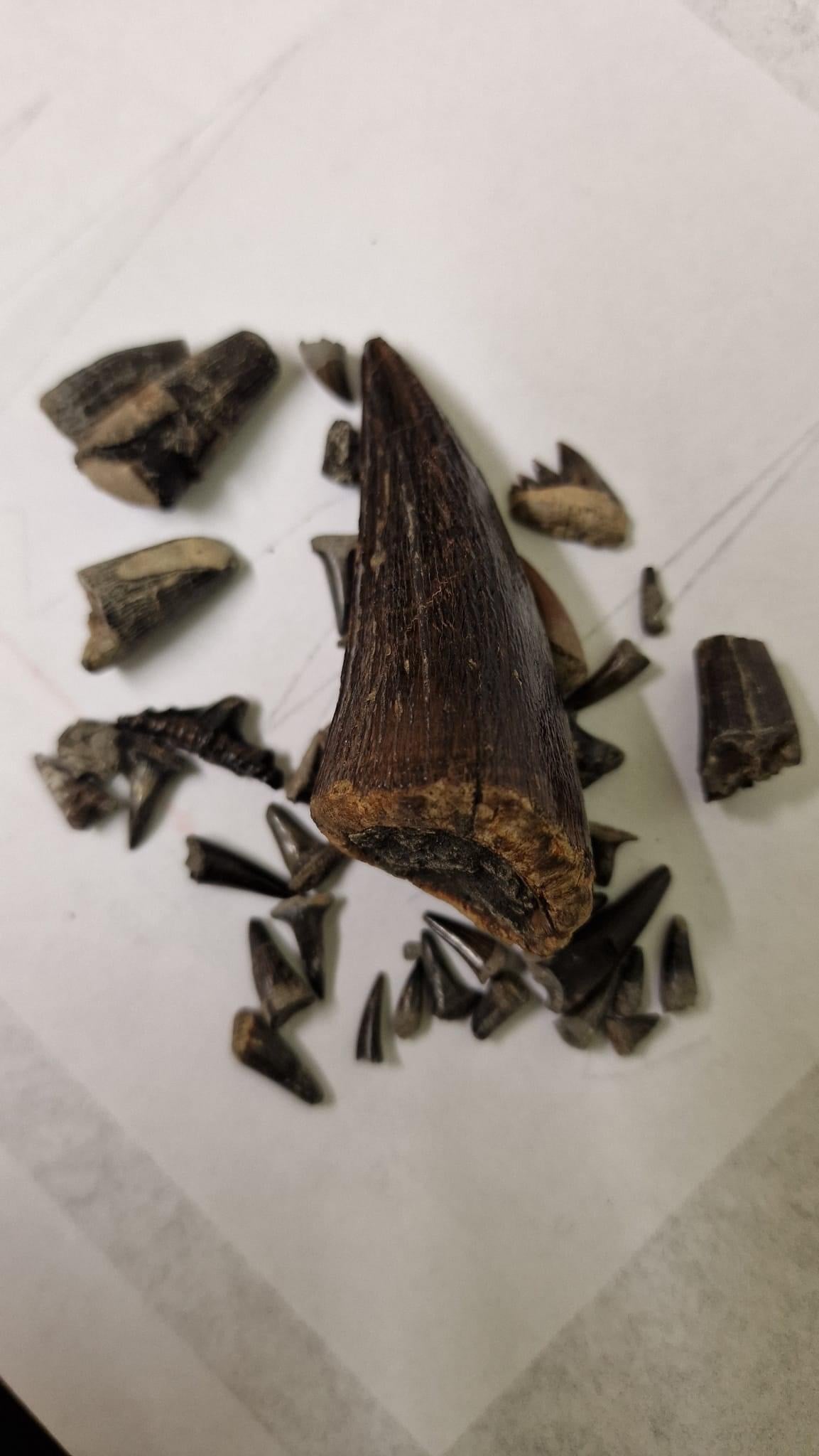 Pliosaur Teeth ID - Fossil ID - The Fossil Forum