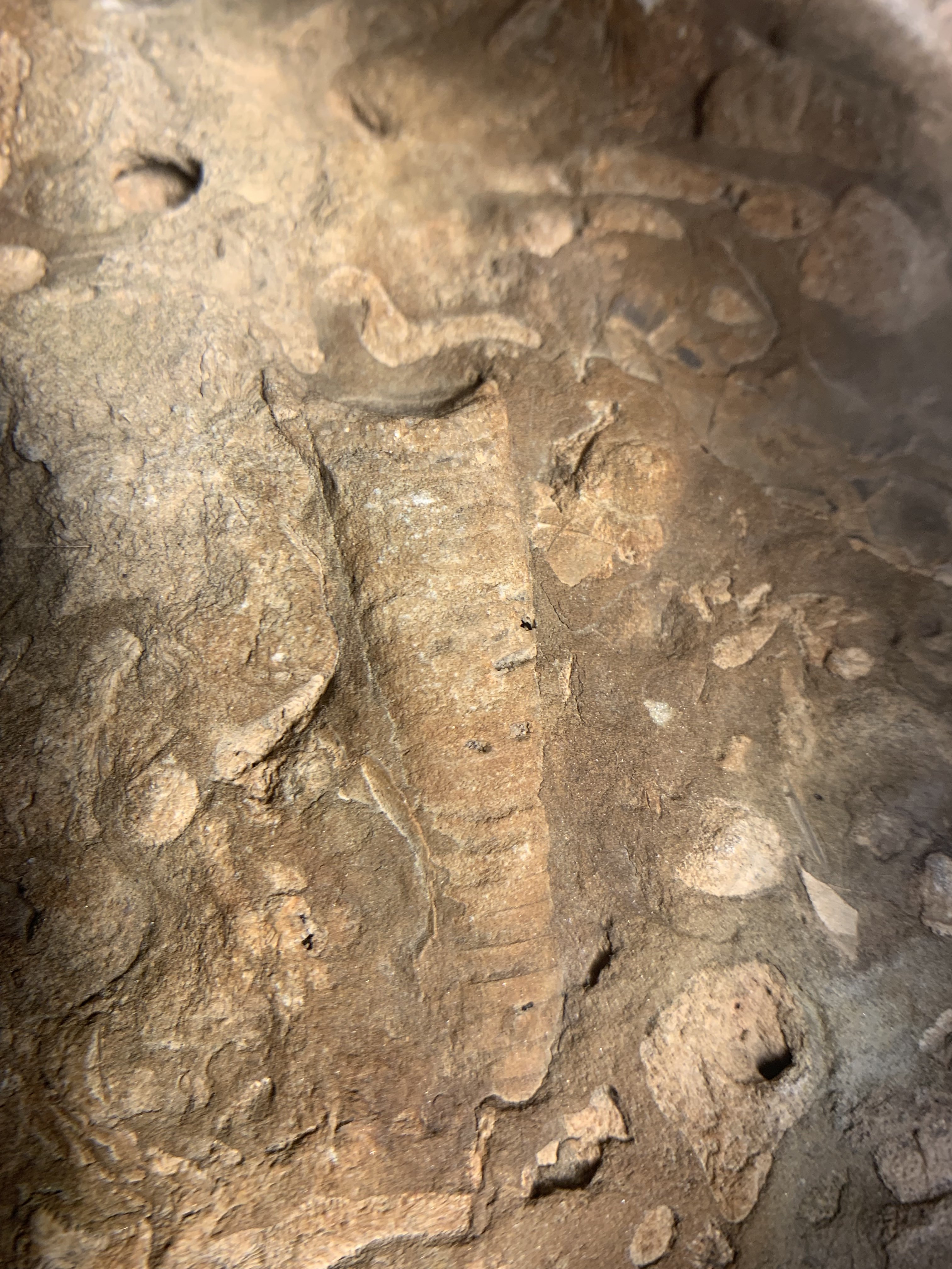 What species of Orthocones and Coral are these? - Fossil ID - The ...